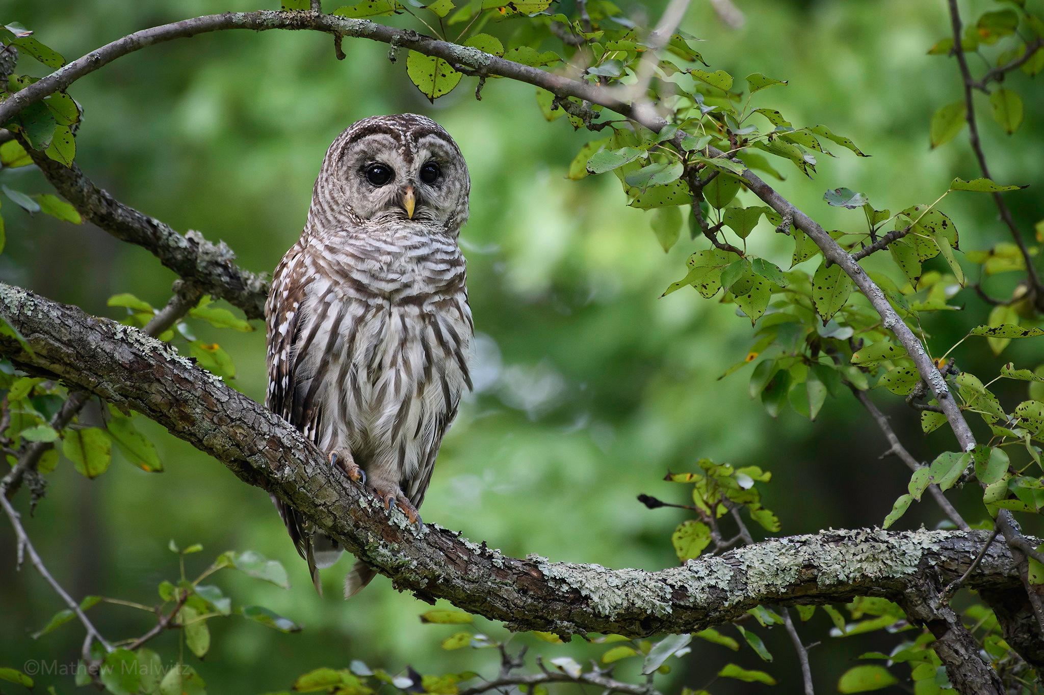Barred Owl Wallpapers - Top Free Barred Owl Backgrounds - WallpaperAccess