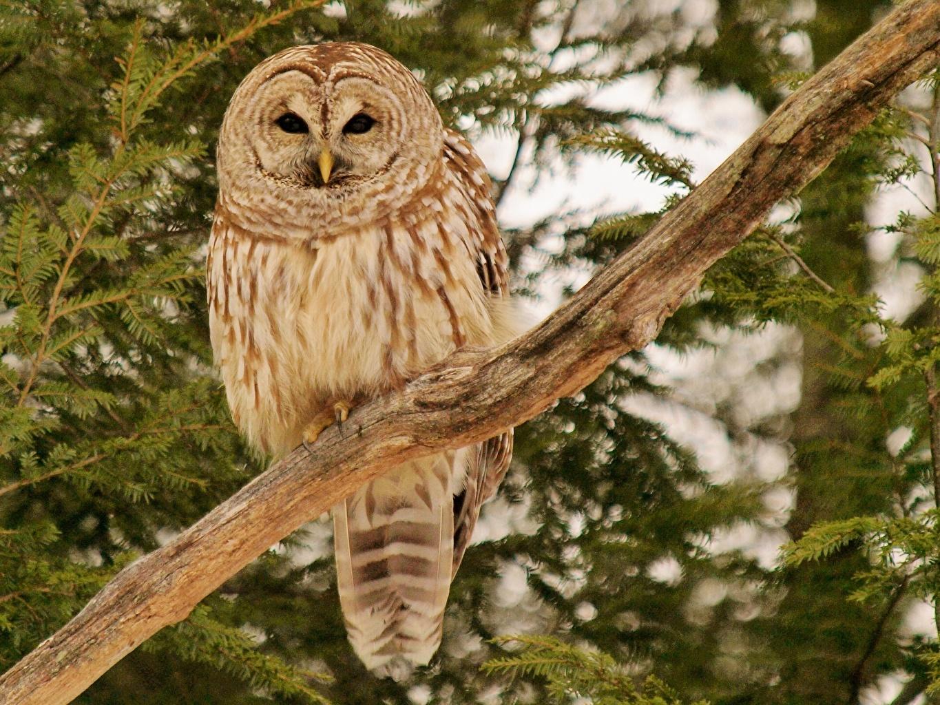 Barred Owl Wallpapers - Top Free Barred Owl Backgrounds - WallpaperAccess