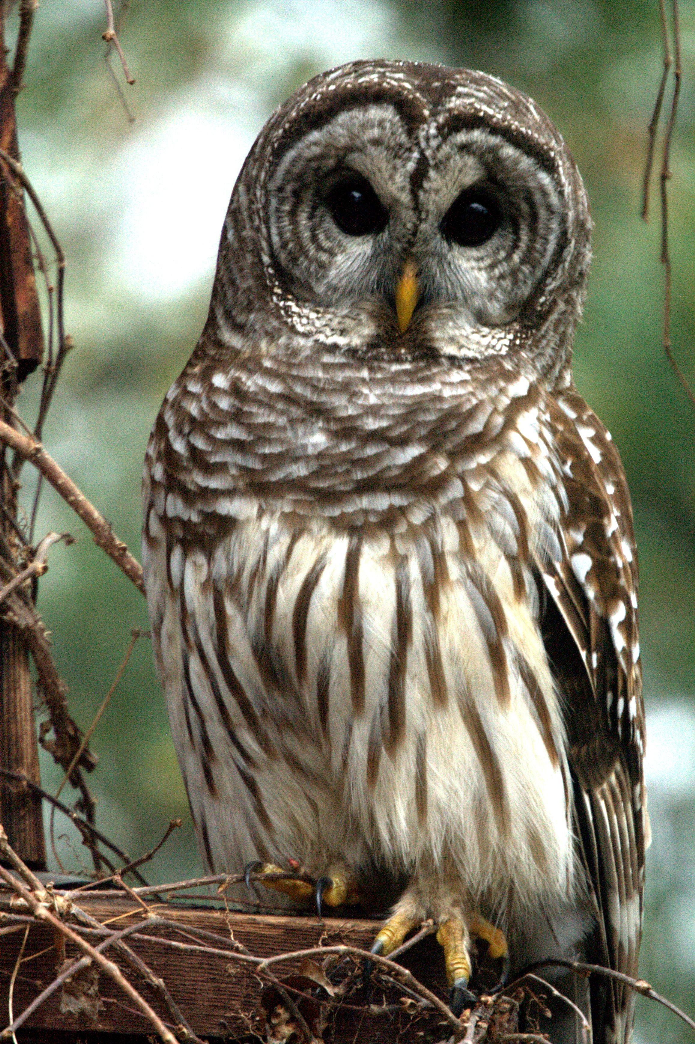 Barred Owl Wallpapers - Top Free Barred Owl Backgrounds - WallpaperAccess