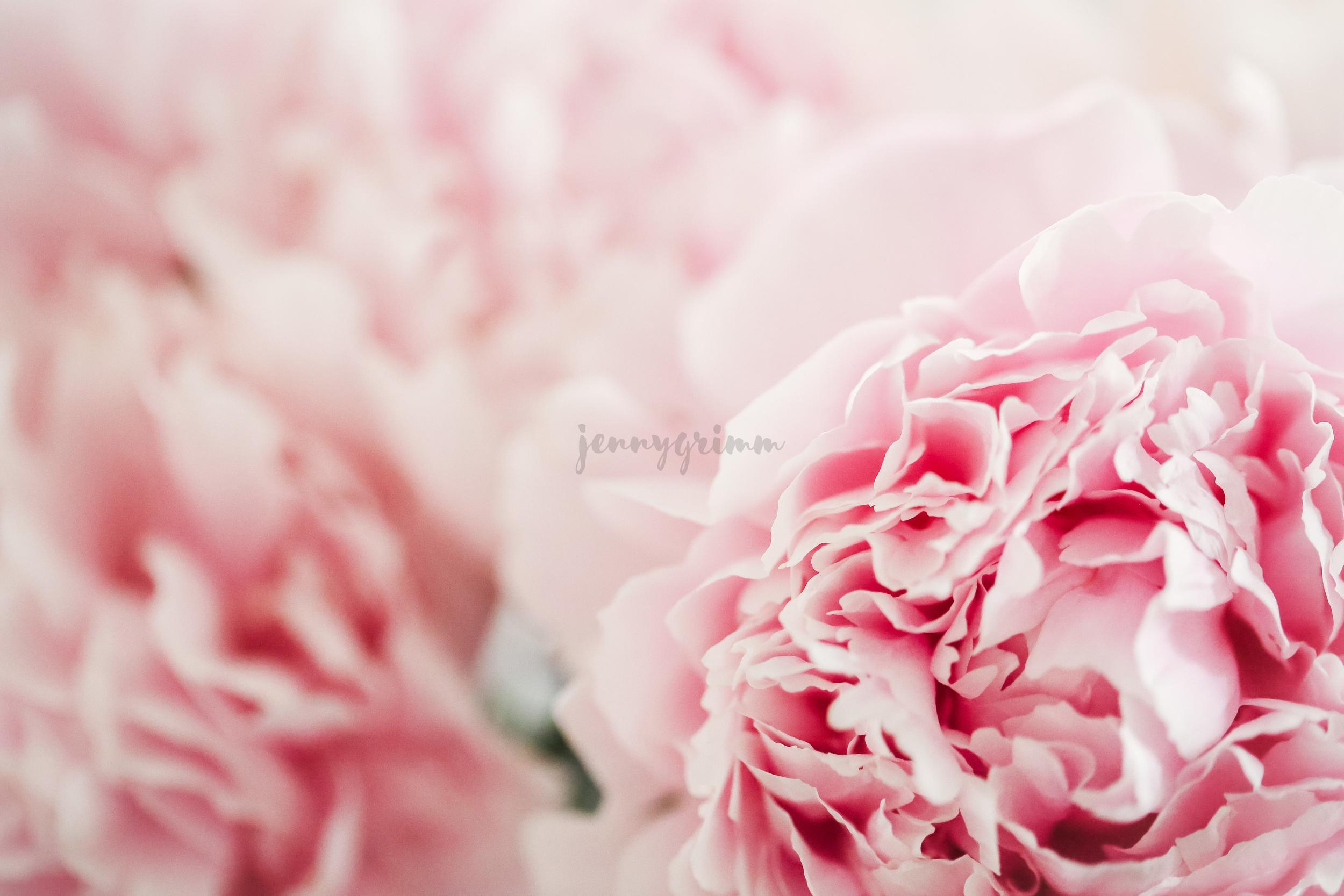 Light Pink Peonies Wallpapers - Top Free Light Pink Peonies Backgrounds ...