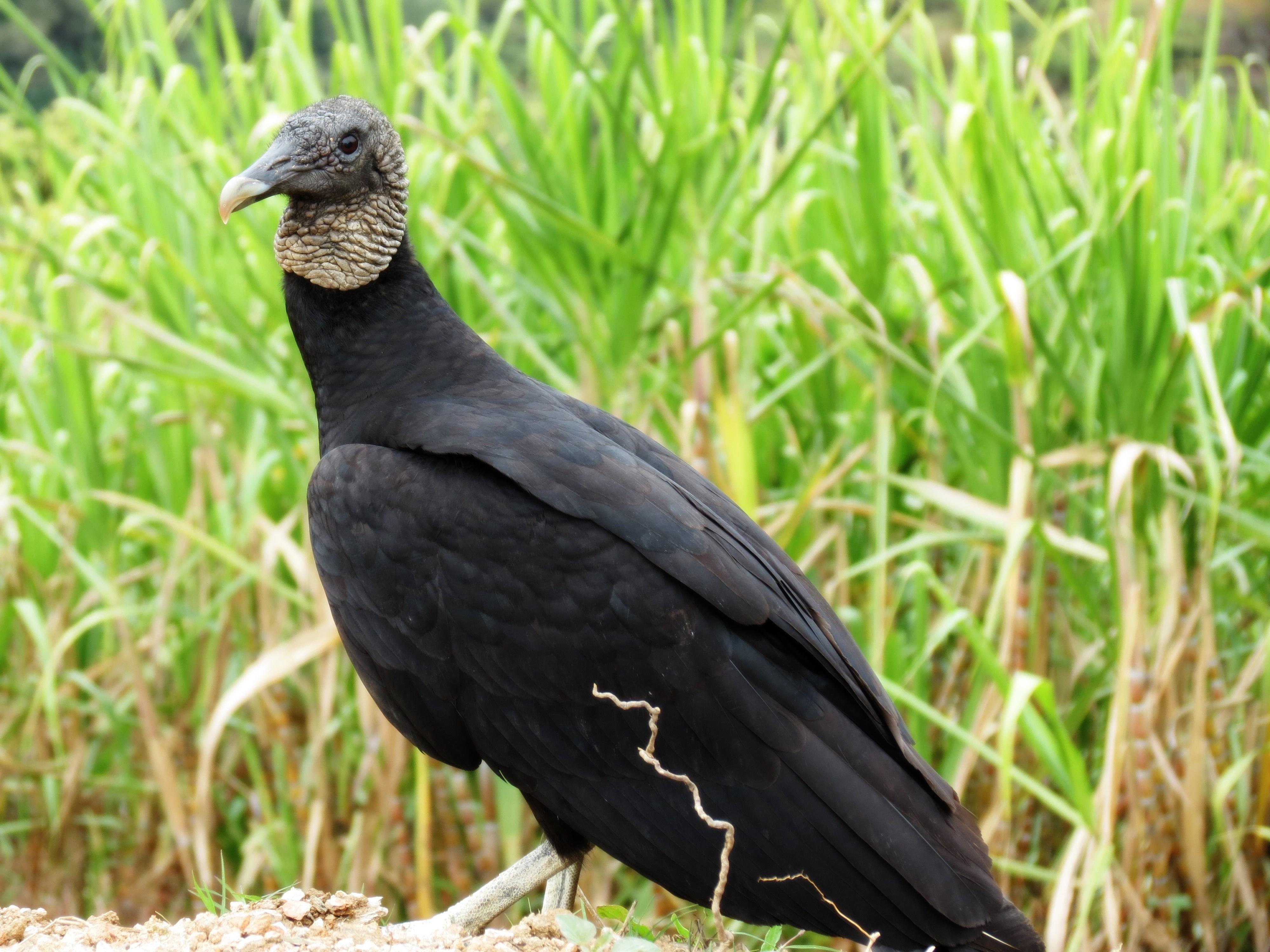 Black Vulture Wallpapers - Top Free Black Vulture Backgrounds ...