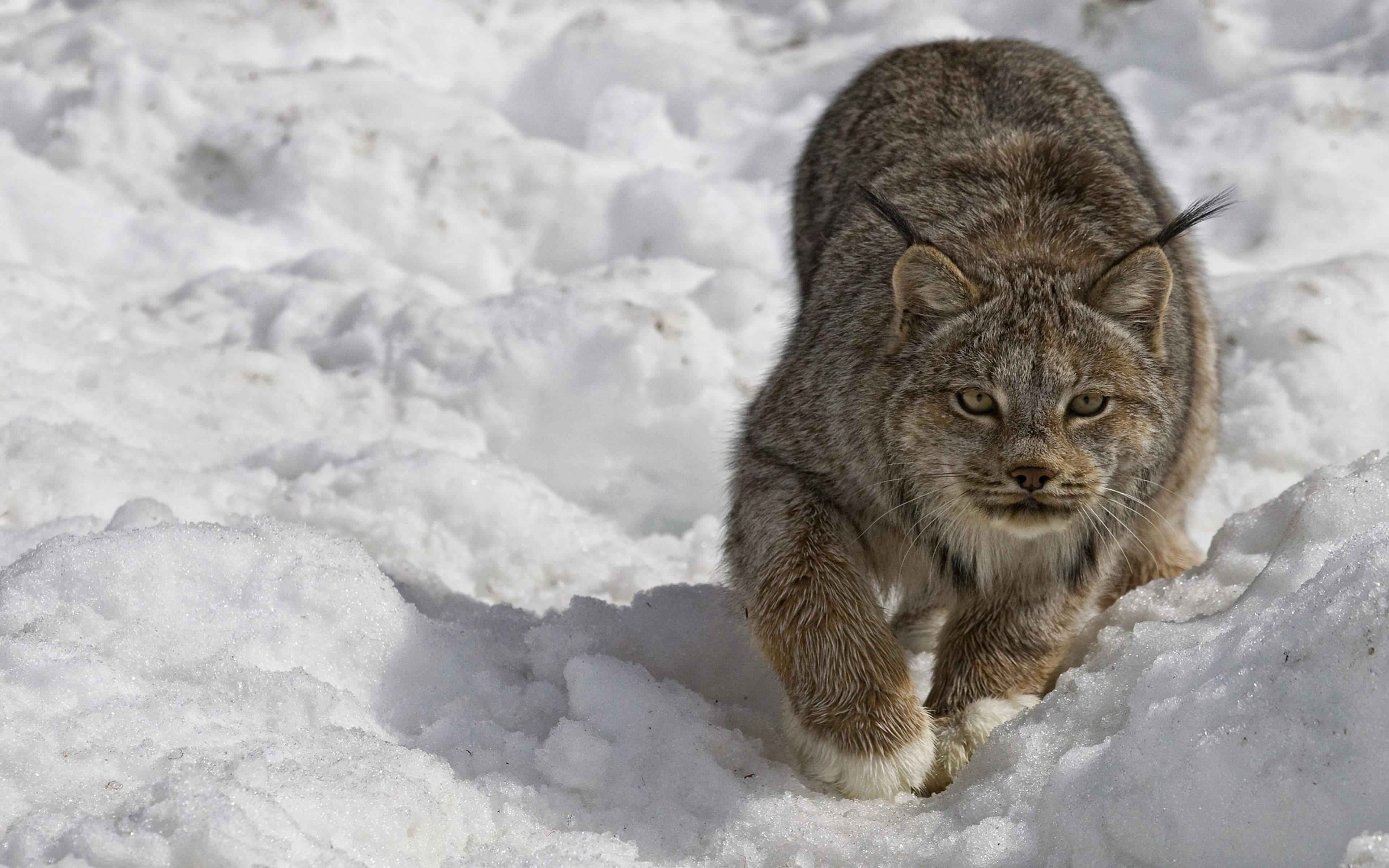 Lynx Snow Wallpapers - Top Free Lynx Snow Backgrounds - WallpaperAccess