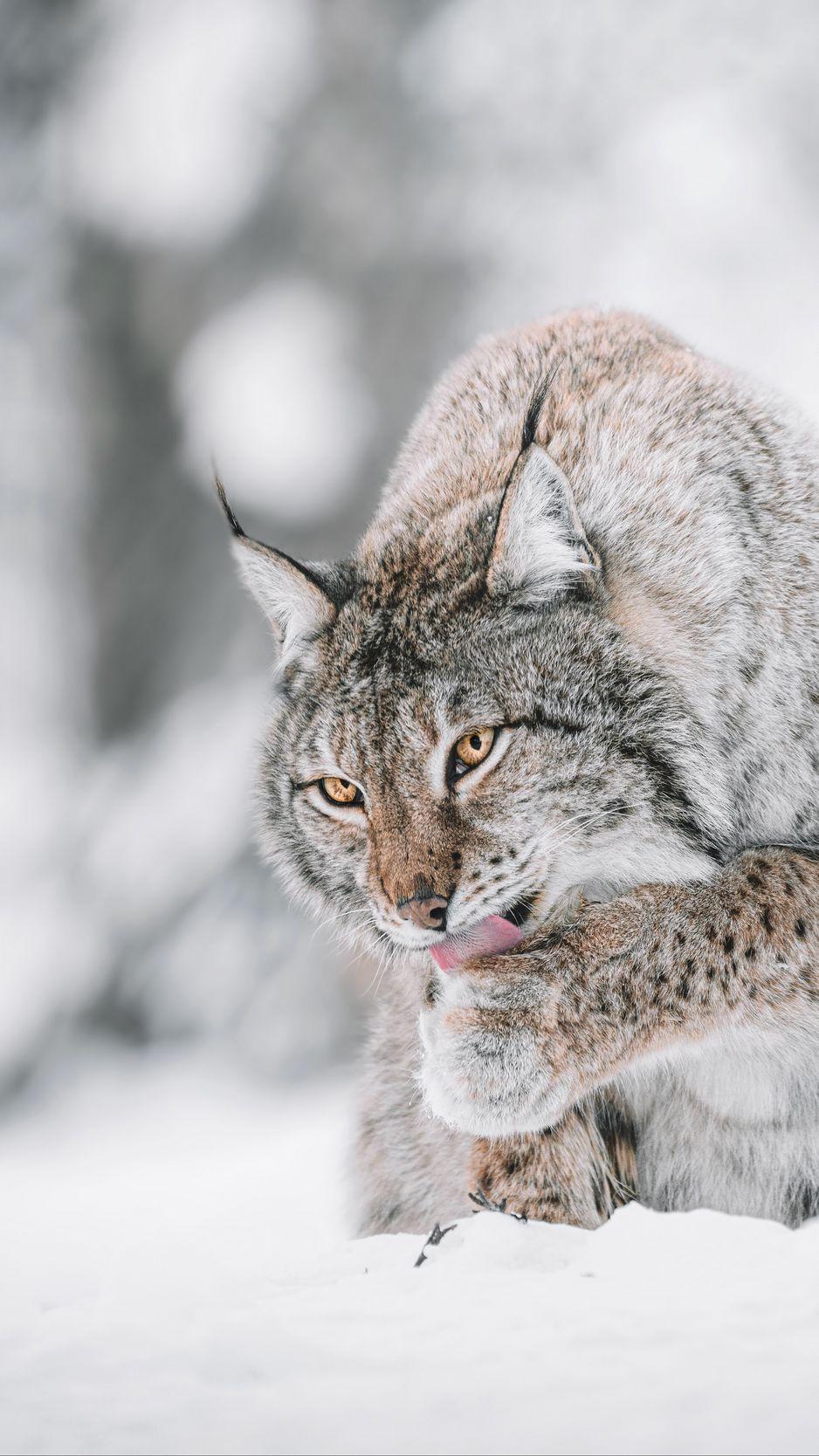 Lynx Snow Wallpapers - Top Free Lynx Snow Backgrounds - WallpaperAccess