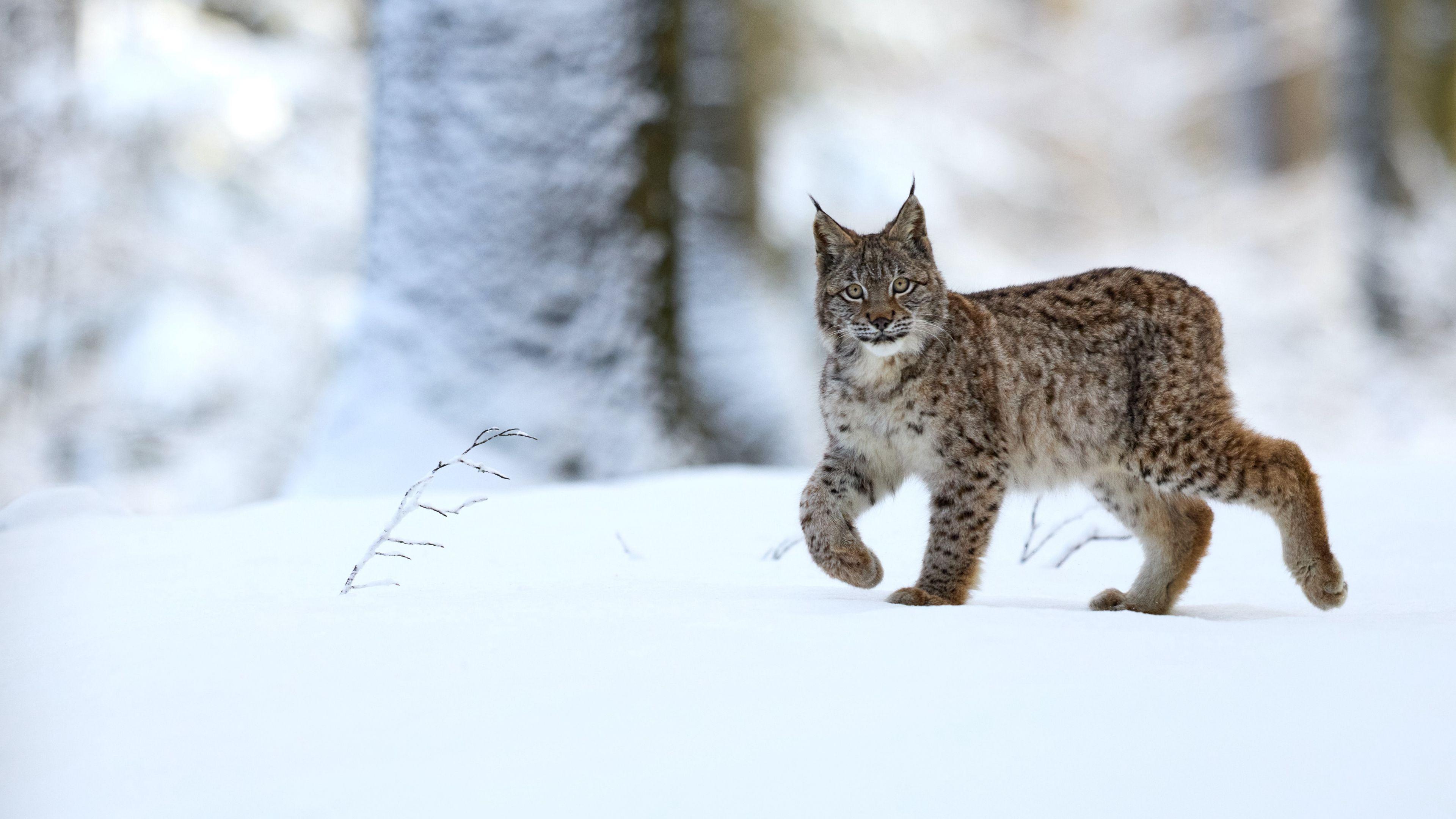 Lynx Snow Wallpapers - Top Free Lynx Snow Backgrounds - WallpaperAccess