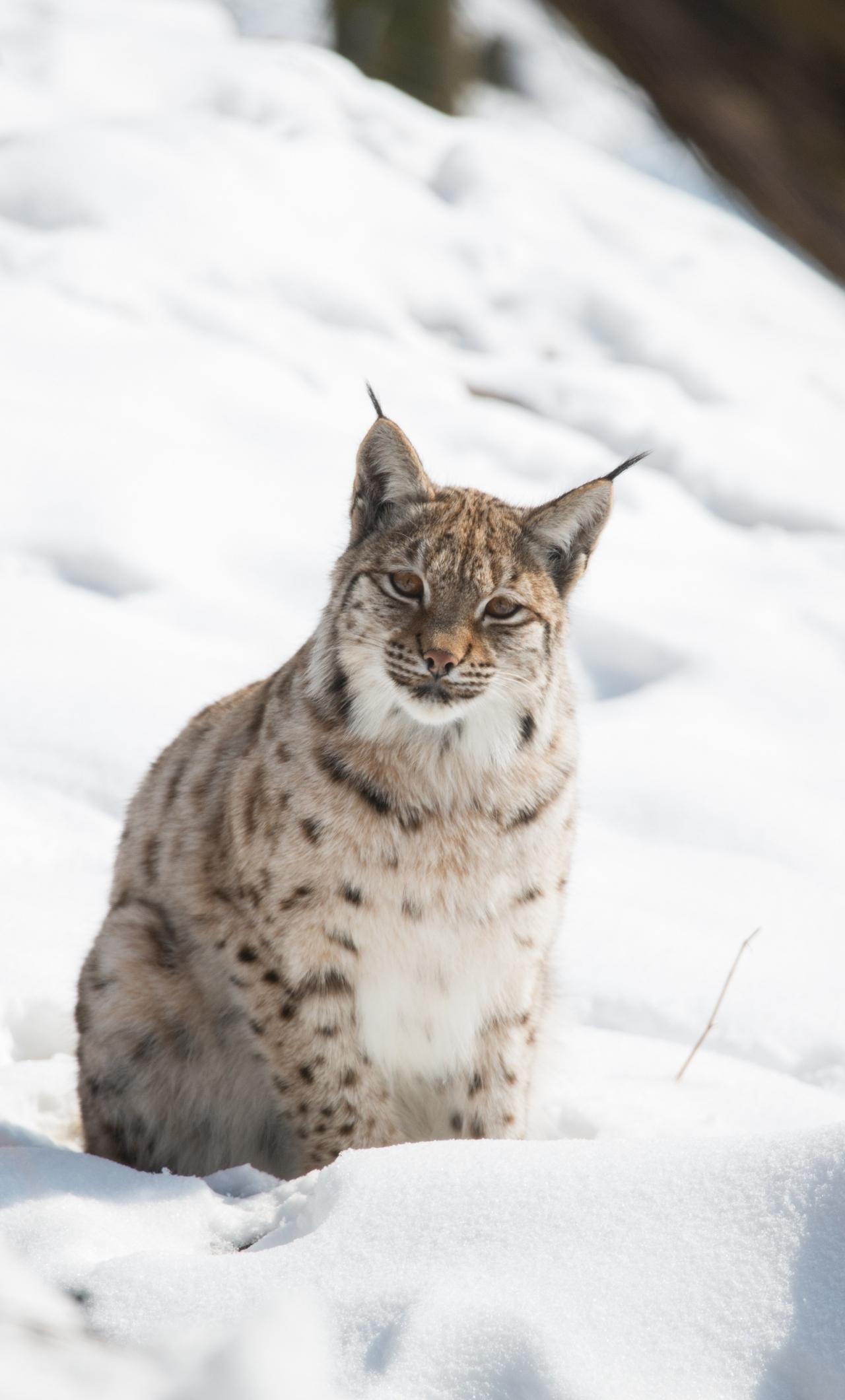 Lynx Snow Wallpapers - Top Free Lynx Snow Backgrounds - WallpaperAccess