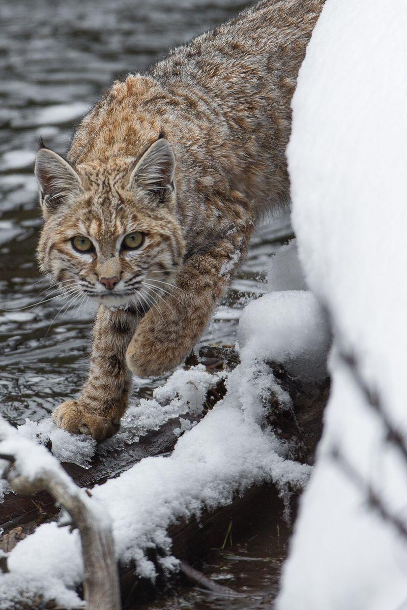 Lynx Snow Wallpapers - Top Free Lynx Snow Backgrounds - WallpaperAccess