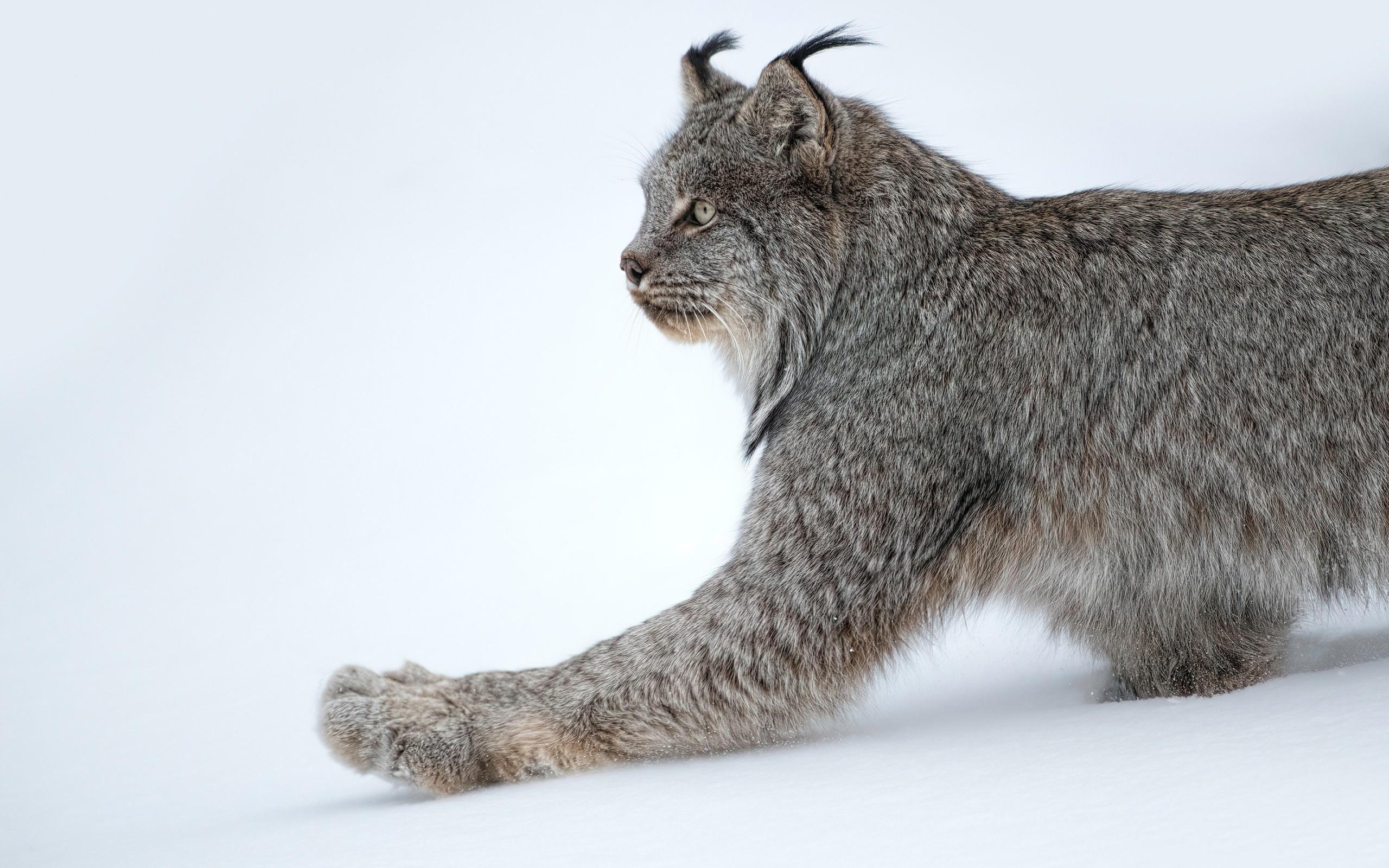 Lynx Snow Wallpapers - Top Free Lynx Snow Backgrounds - WallpaperAccess
