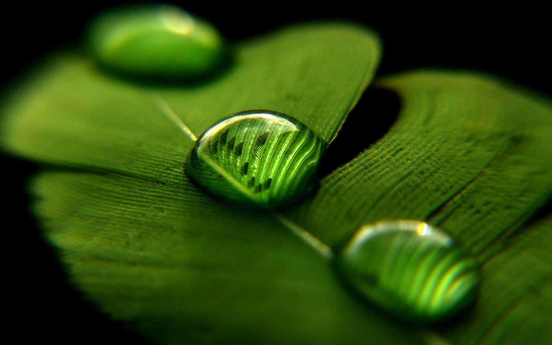 Macro Photography Nature Wallpapers - Top Free Macro Photography Nature ...