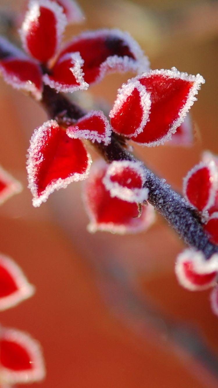 Macro Photography Nature Wallpapers - Top Free Macro Photography Nature ...