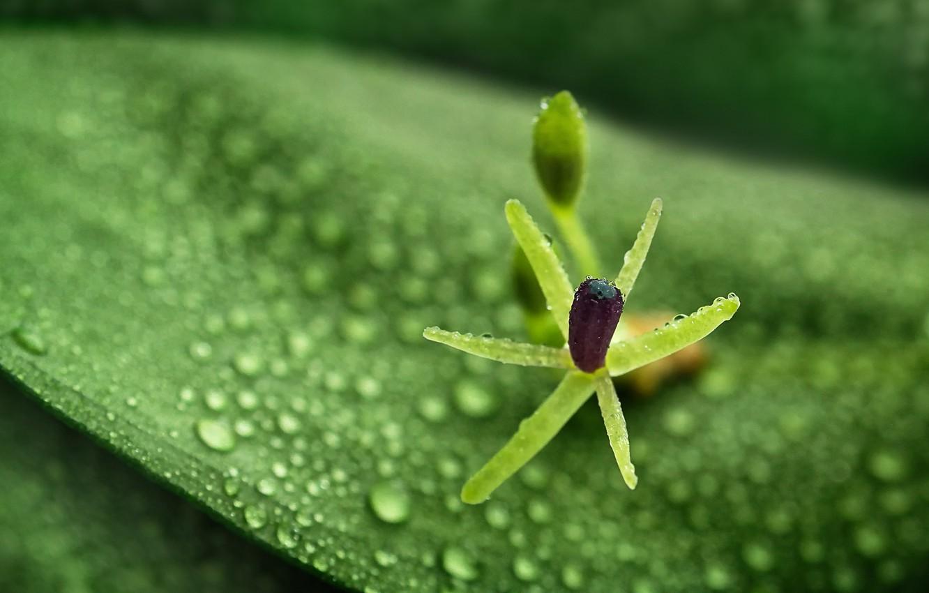 Macro Photography Nature Wallpapers - Top Free Macro Photography Nature ...