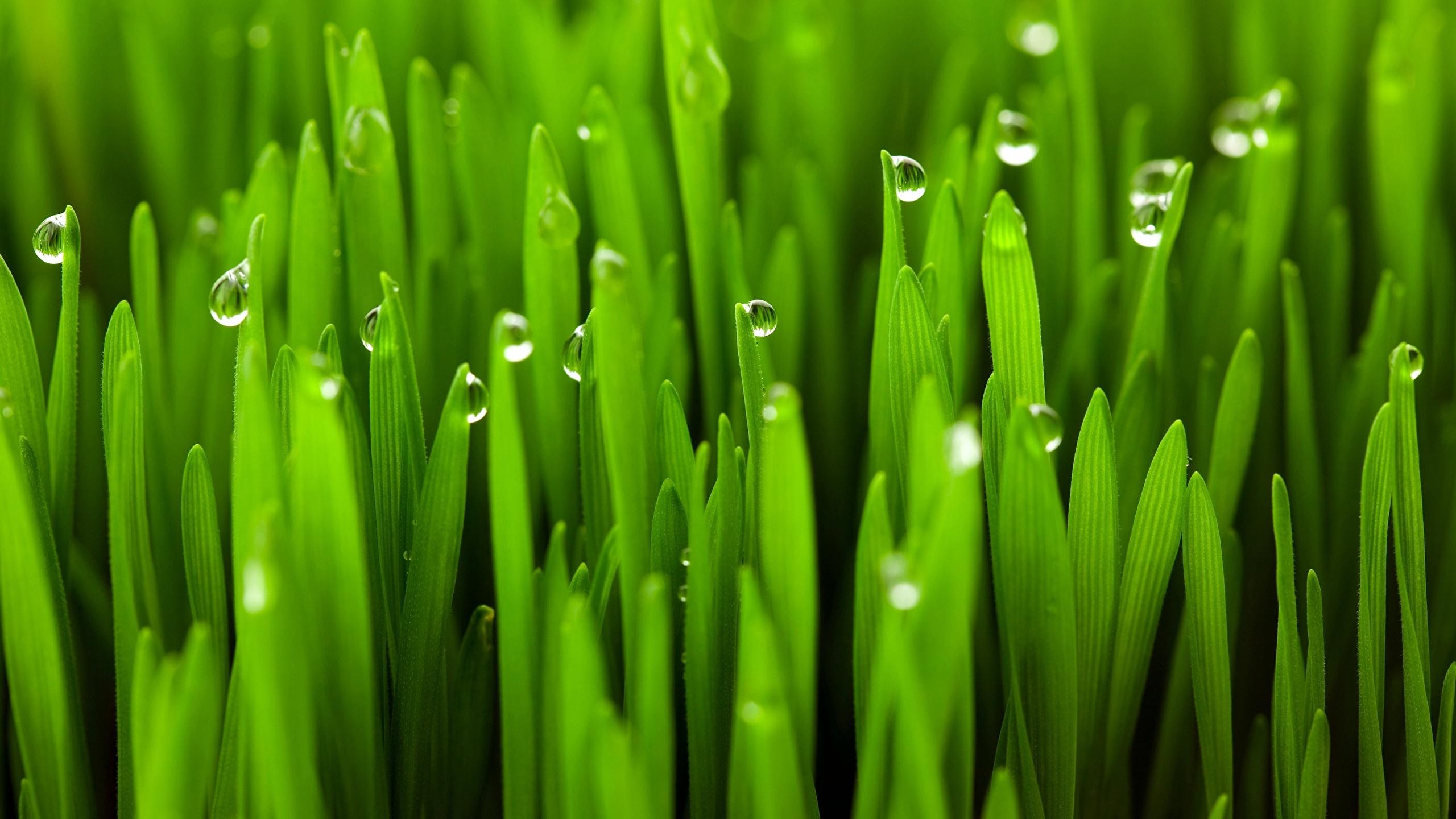 Macro Photography Nature Wallpapers - Top Free Macro Photography Nature ...