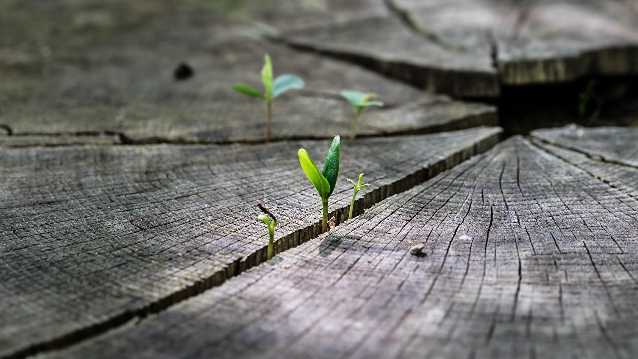 Macro Photography Nature Wallpapers - Top Free Macro Photography Nature ...