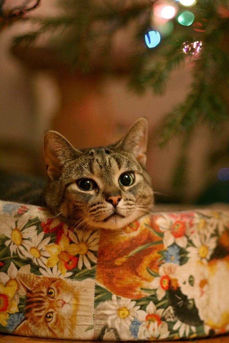 Christmas Cat iPhone Wallpapers - Top Free Christmas Cat iPhone ...