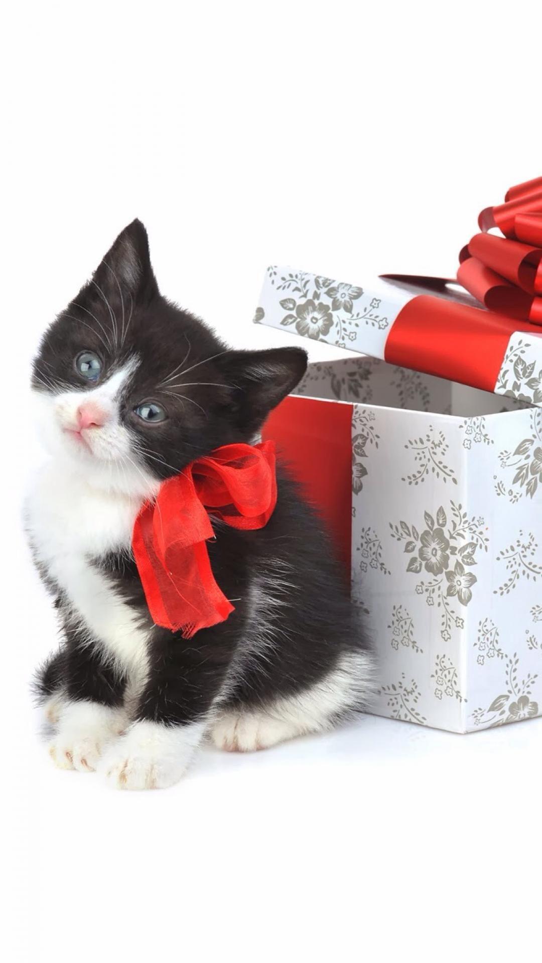 Christmas Cat iPhone Wallpapers - Top Free Christmas Cat iPhone ...