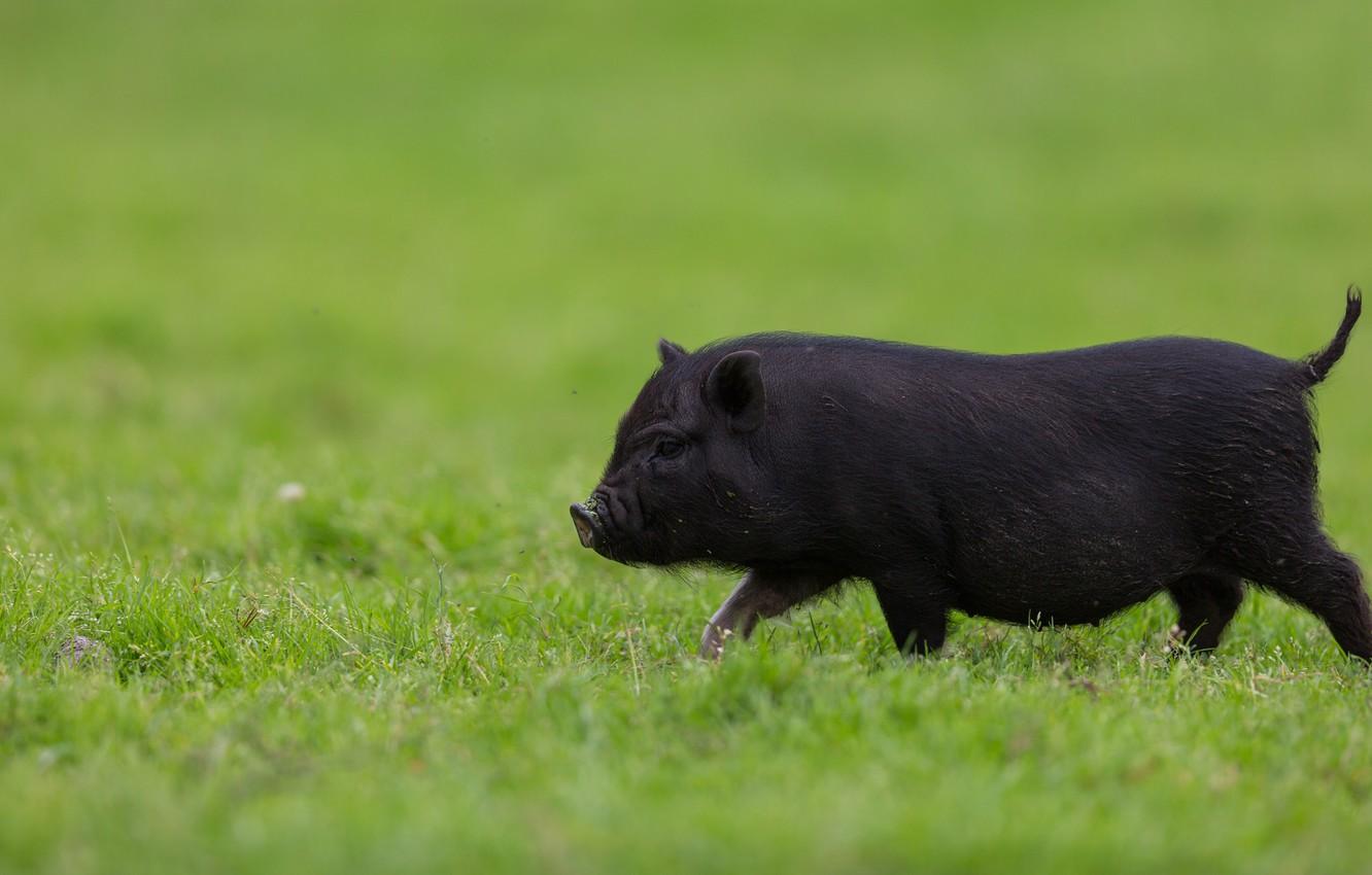 Black Pig Wallpapers - Top Free Black Pig Backgrounds - WallpaperAccess