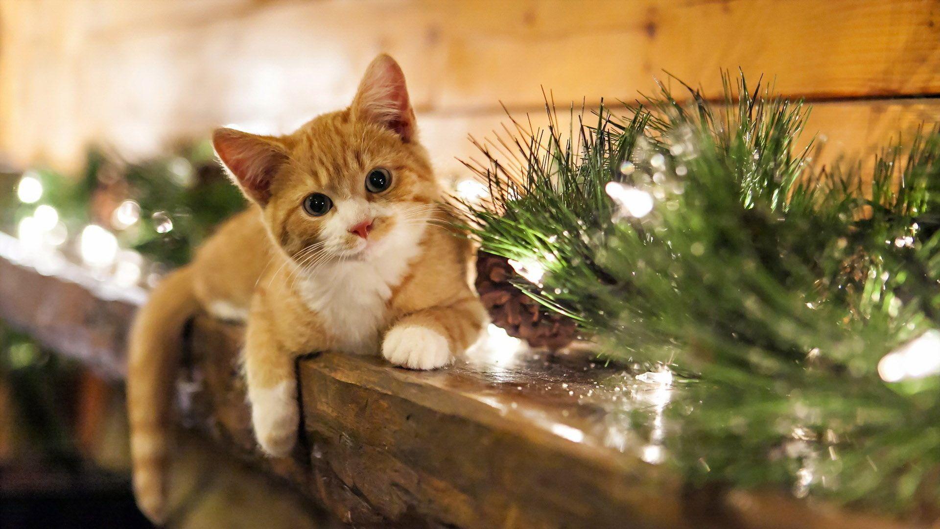 Christmas Animals Wallpapers - Top Free Christmas Animals Backgrounds ...