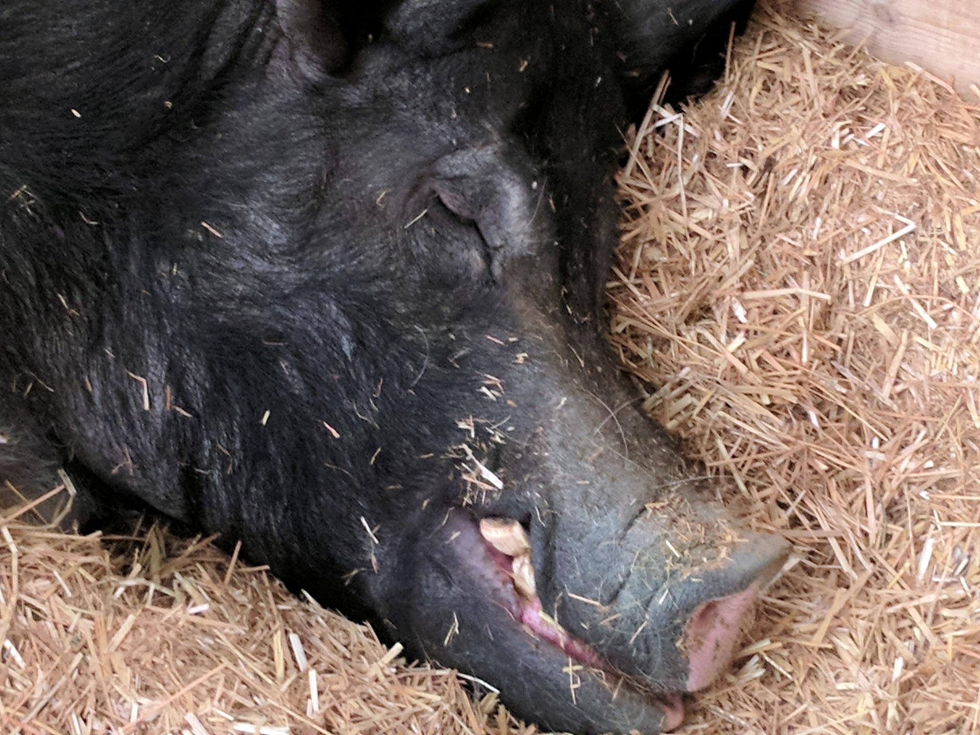 Black Pig Wallpapers - Top Free Black Pig Backgrounds - WallpaperAccess