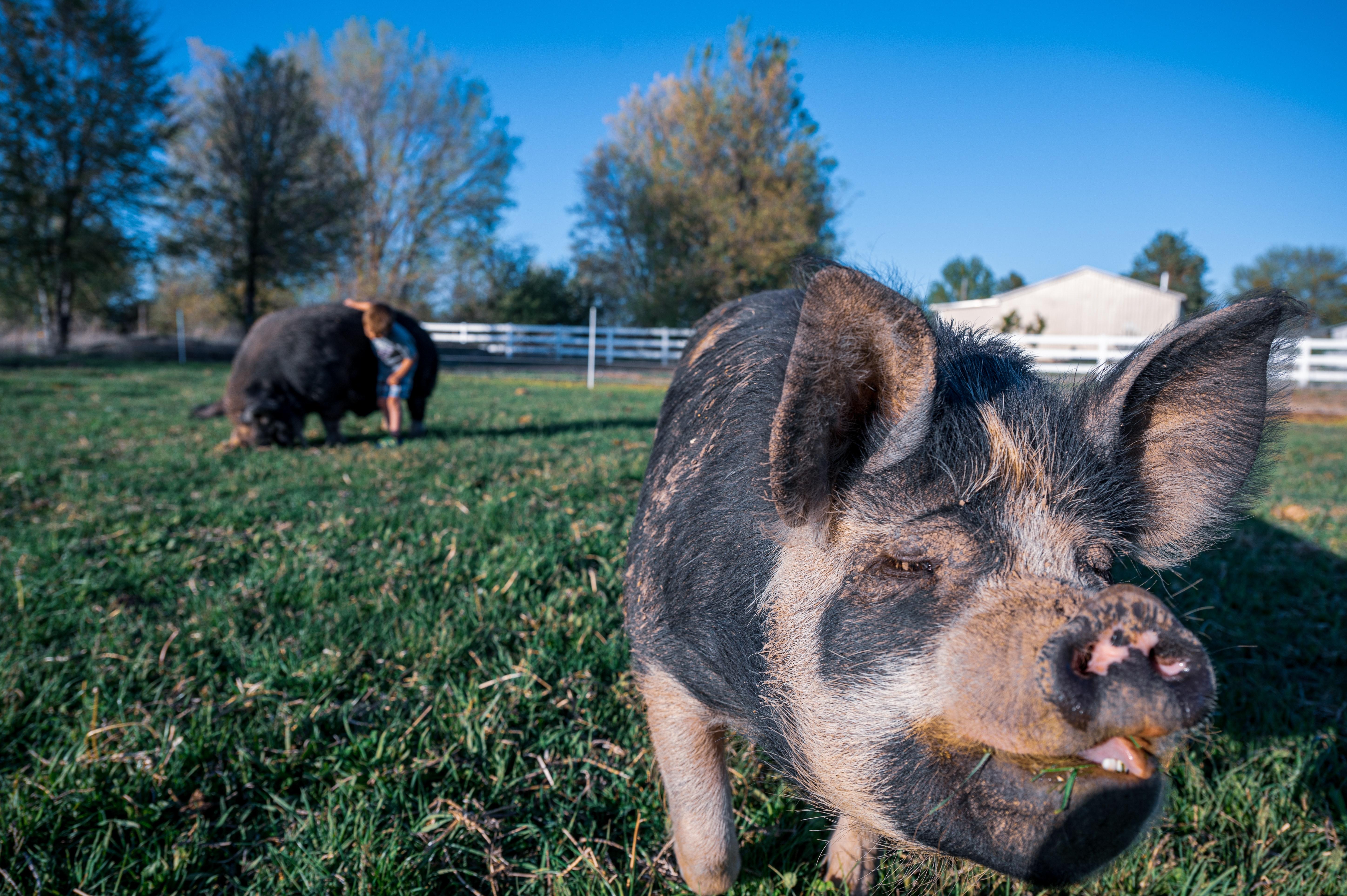 Black Pig Wallpapers - Top Free Black Pig Backgrounds - WallpaperAccess