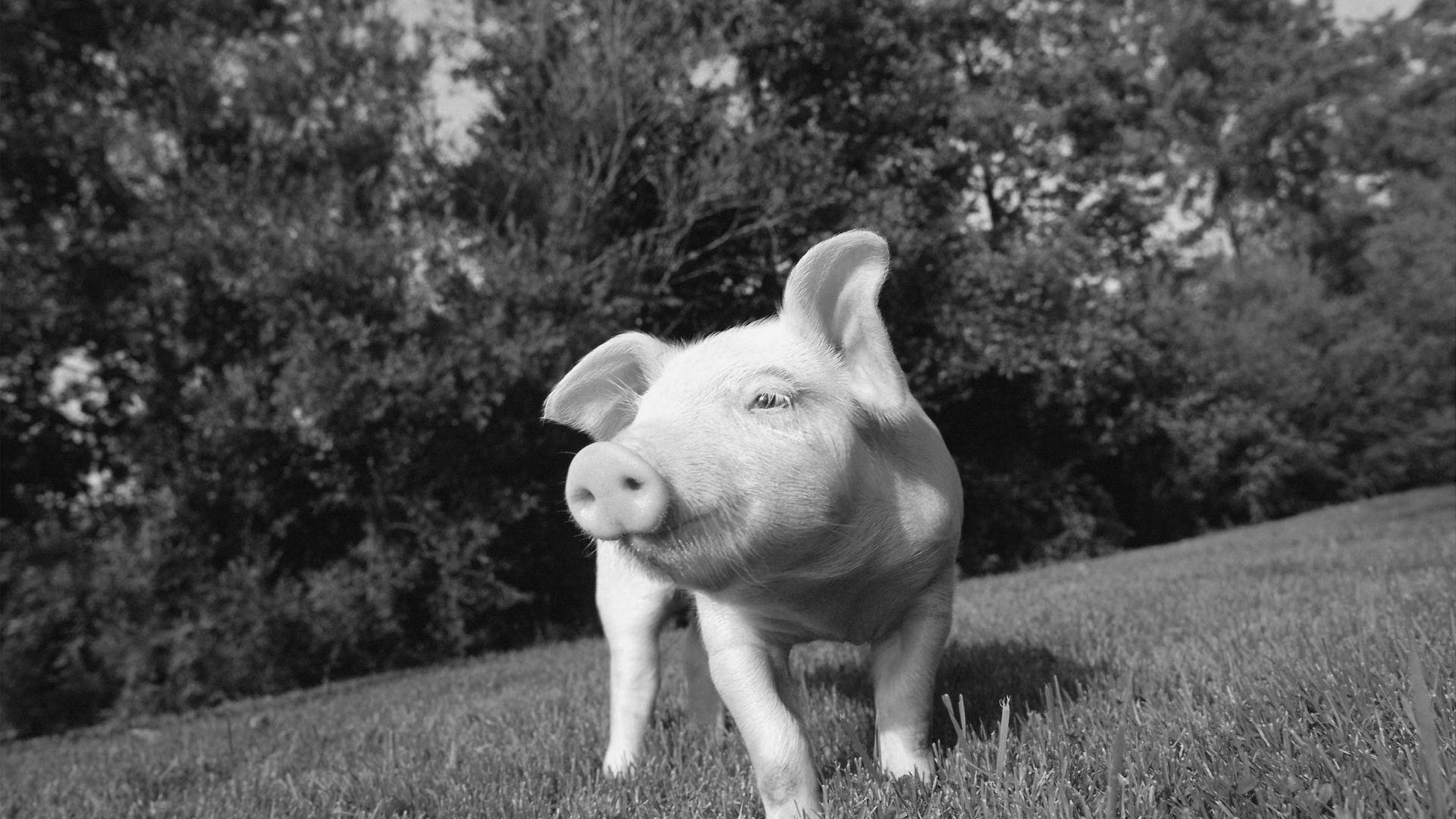 Black Pig Wallpapers - Top Free Black Pig Backgrounds - WallpaperAccess