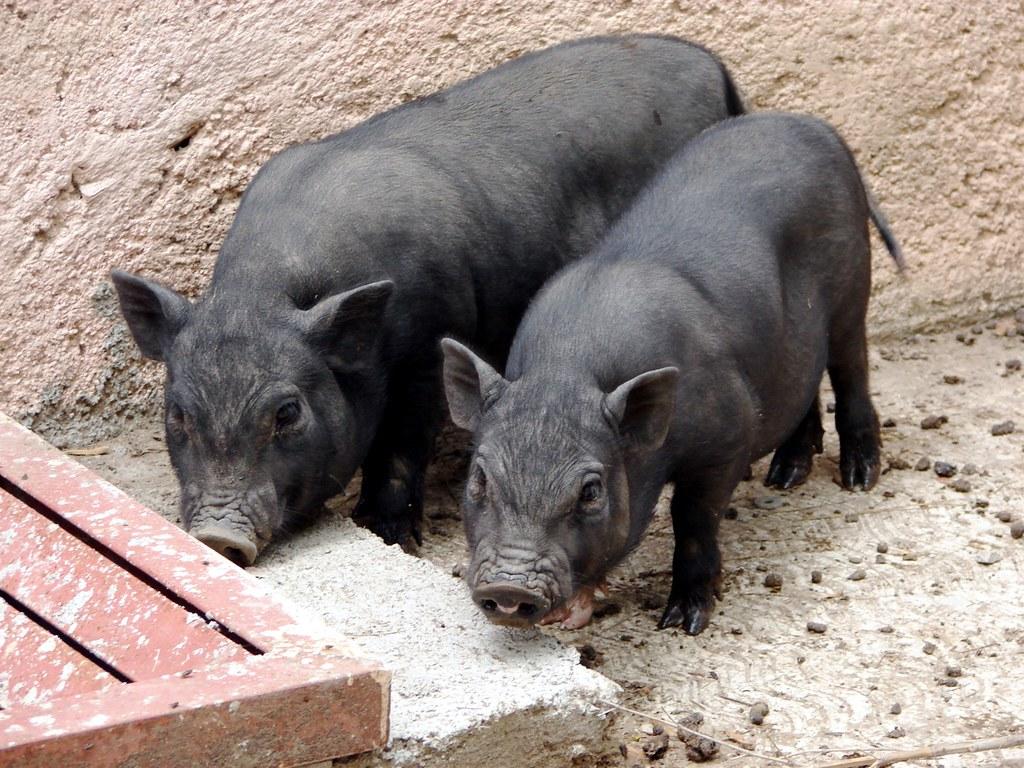 Black Pig Wallpapers - Top Free Black Pig Backgrounds - WallpaperAccess
