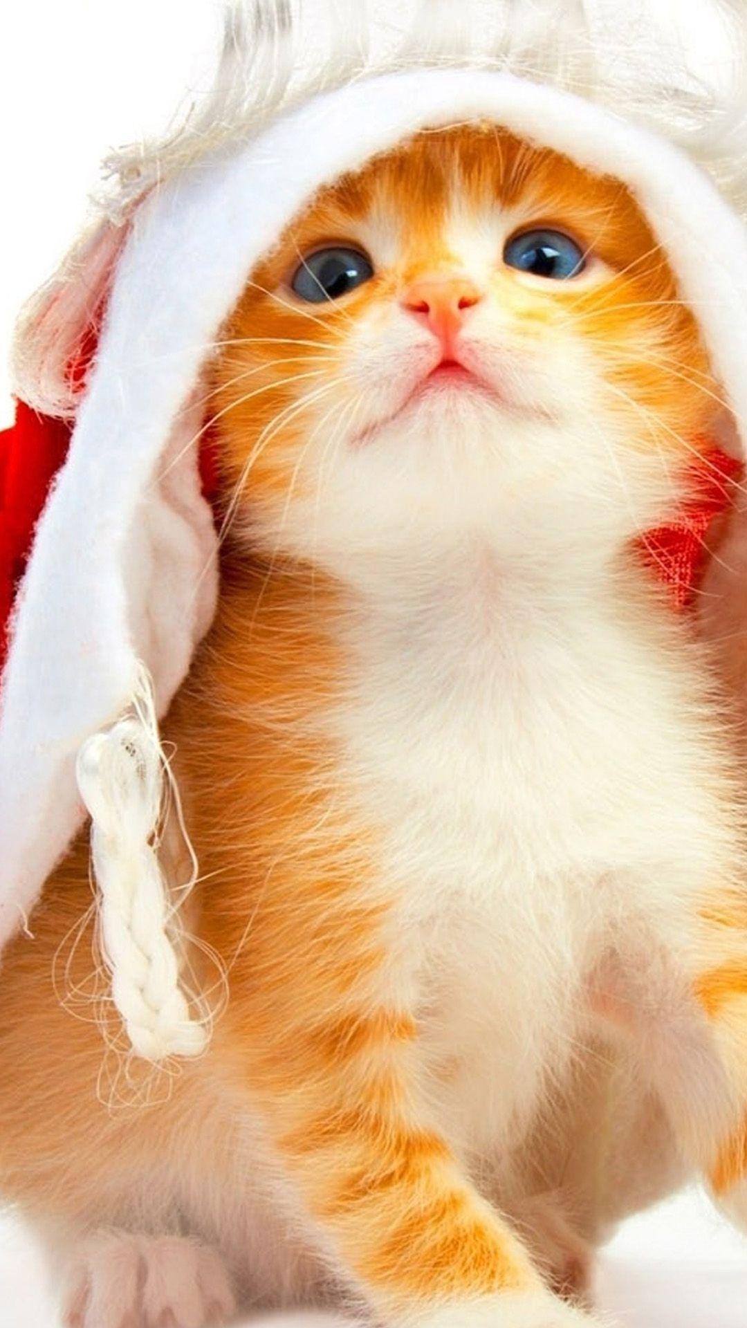 Christmas Cat iPhone Wallpapers - Top Free Christmas Cat iPhone ...