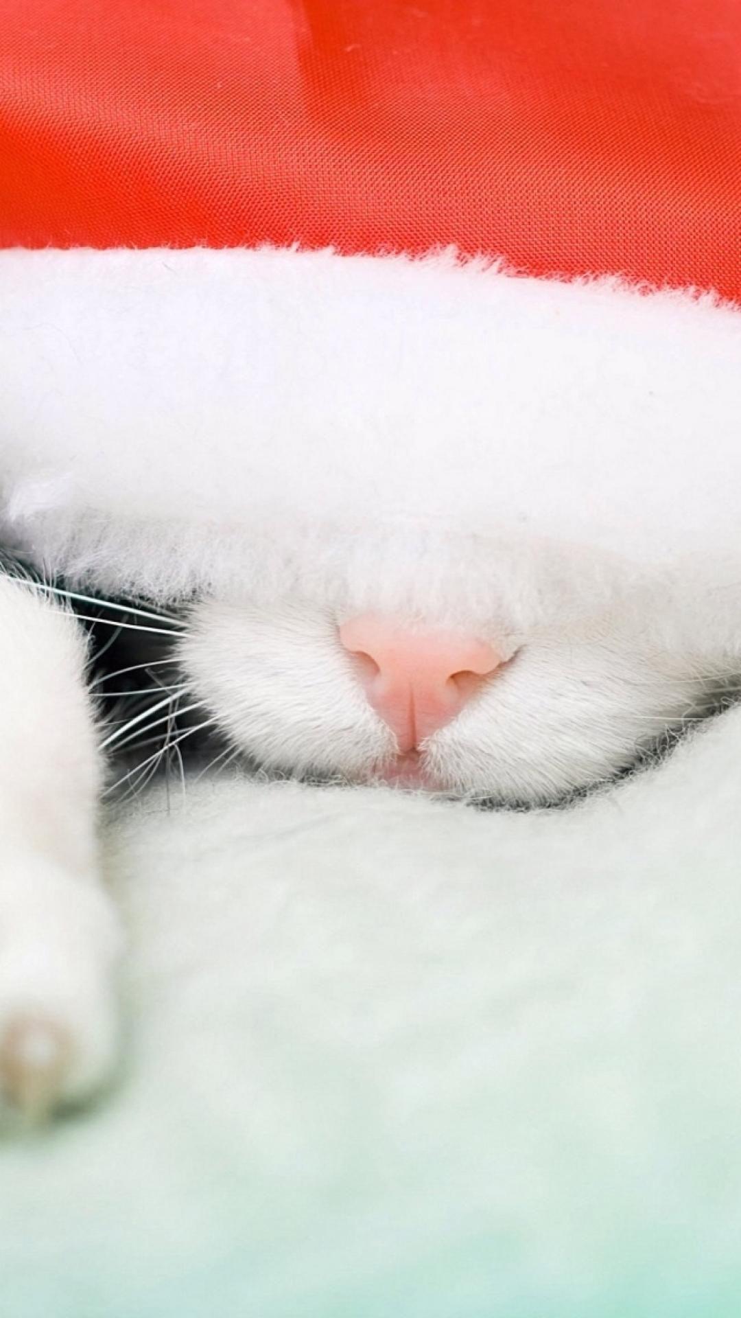 Christmas Cat iPhone Wallpapers - Top Free Christmas Cat iPhone ...