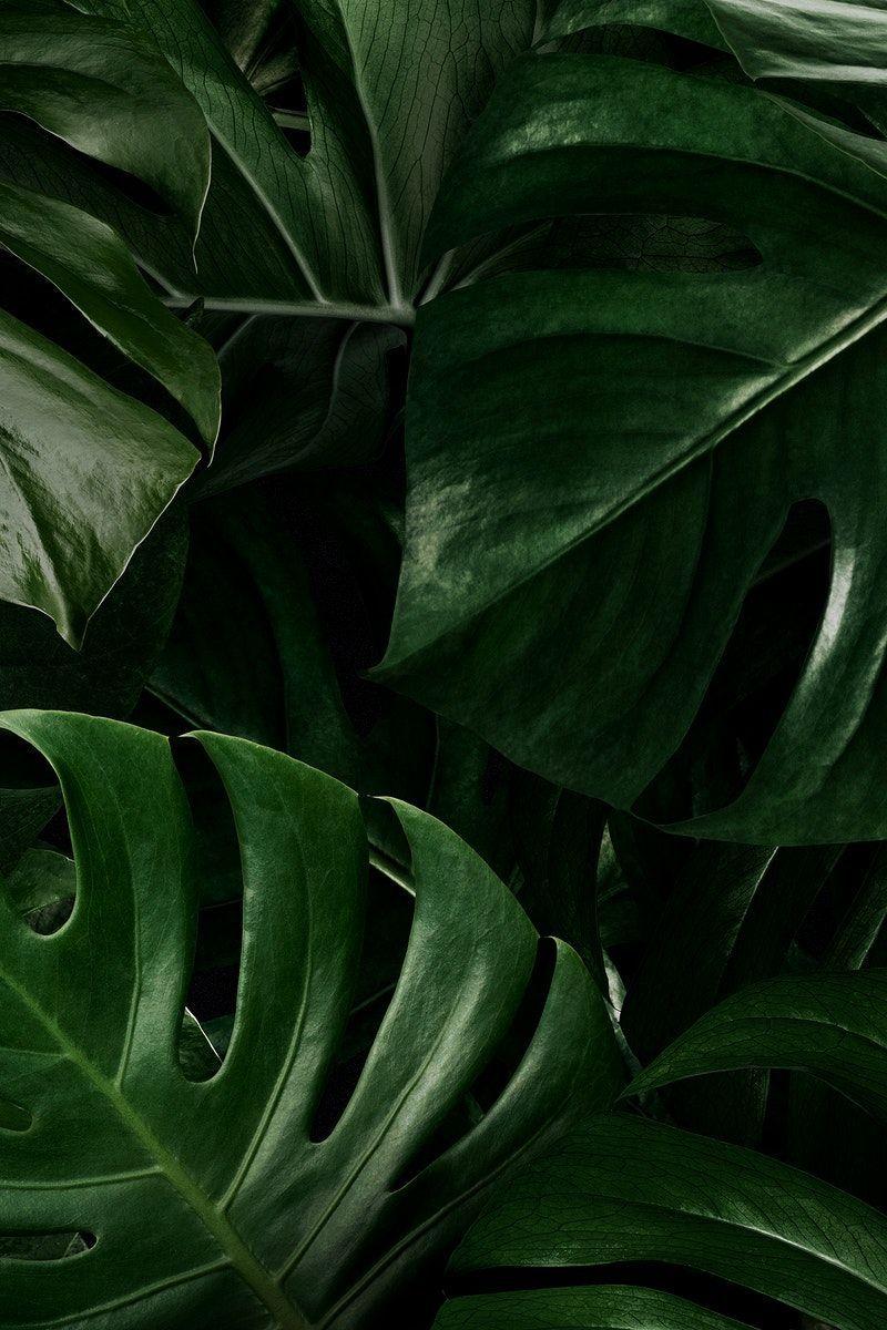 Monstera Leaves Wallpapers - Top Free Monstera Leaves Backgrounds ...