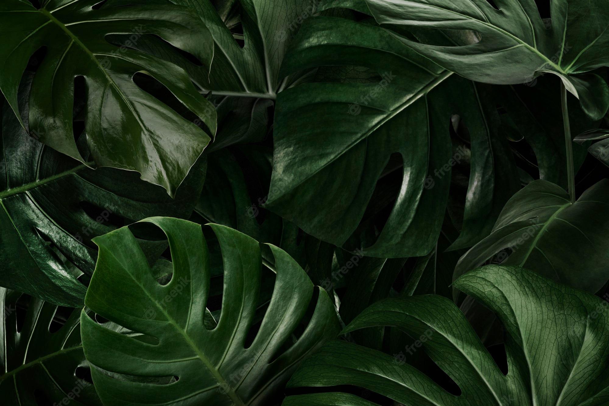 Monstera Leaves Wallpapers - Top Free Monstera Leaves Backgrounds ...