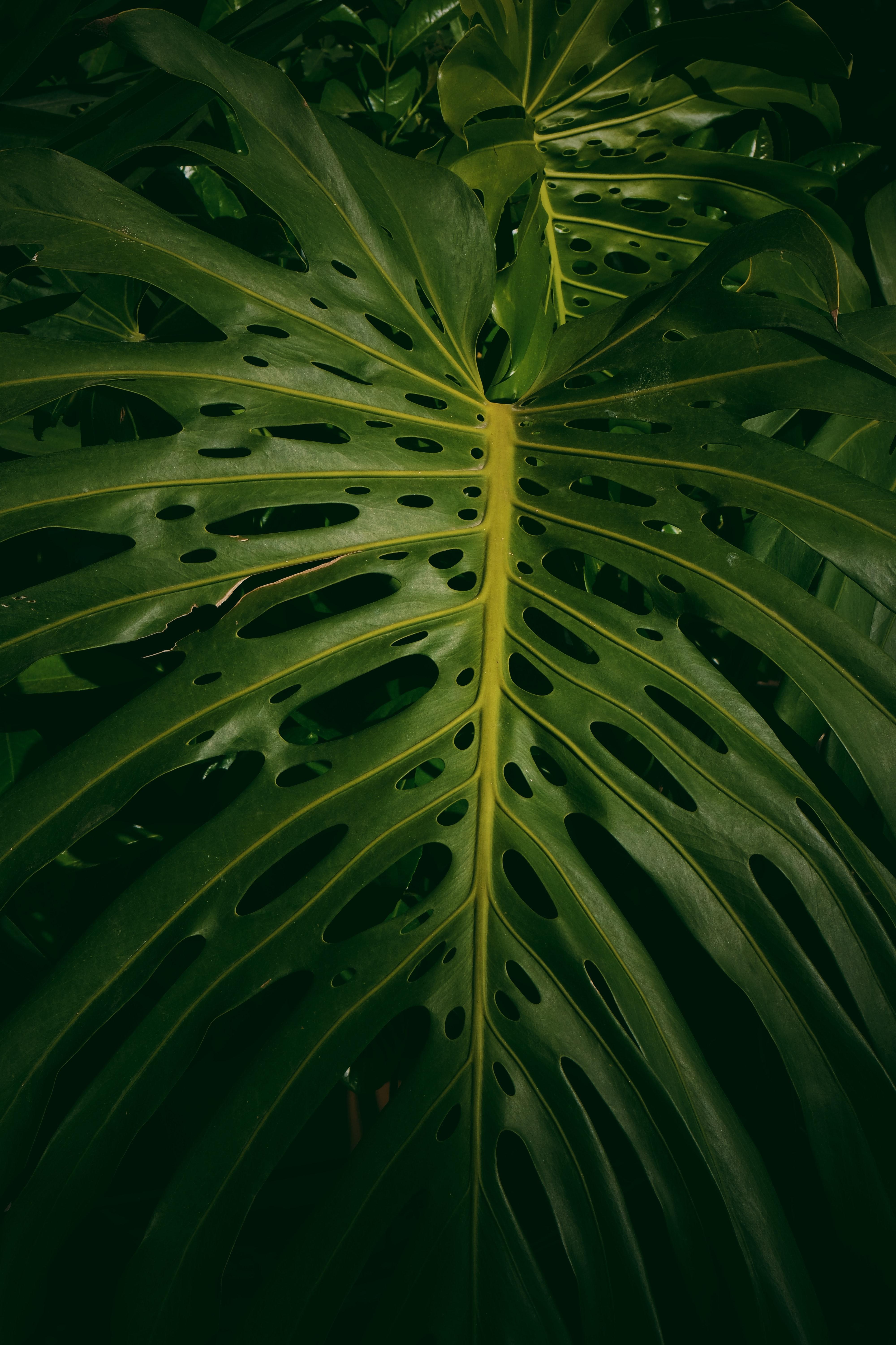 Monstera Leaves Wallpapers - Top Free Monstera Leaves Backgrounds ...