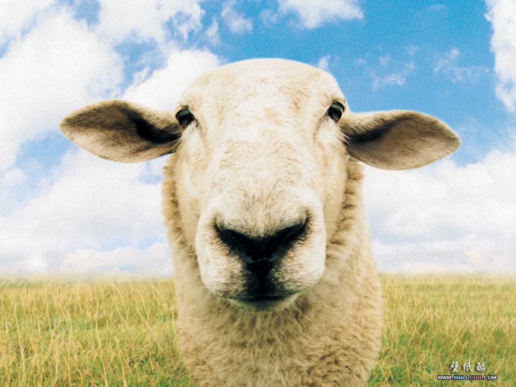 Funny Farm Animals Wallpapers - Top Free Funny Farm Animals Backgrounds ...