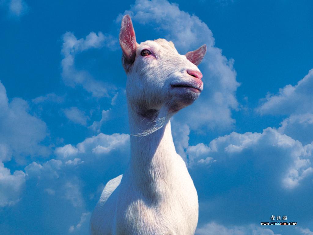 Funny Farm Animals Wallpapers - Top Free Funny Farm Animals Backgrounds ...