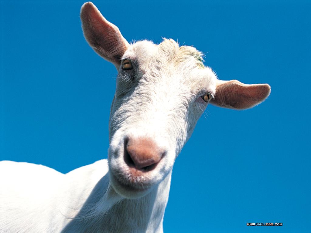 Funny Farm Animals Wallpapers - Top Free Funny Farm Animals Backgrounds ...