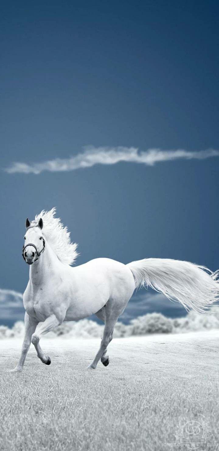 4K Horse Wallpapers - Top Free 4K Horse Backgrounds - WallpaperAccess