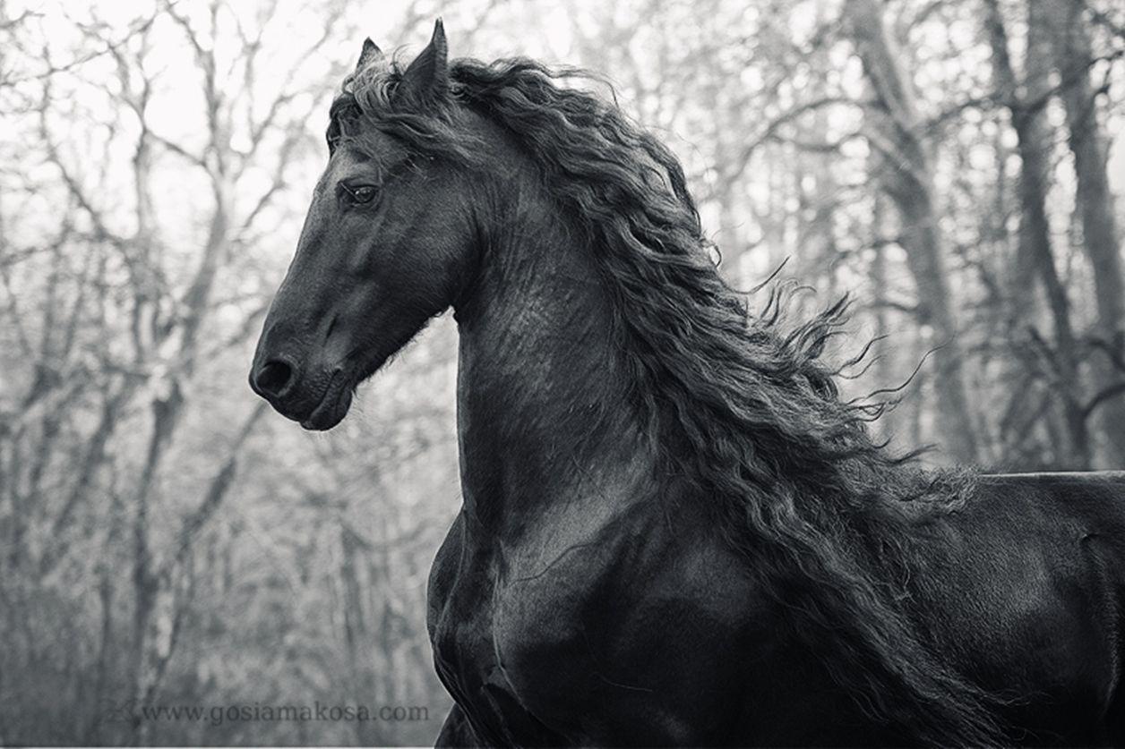 Black Friesian Horse Wallpapers - Top Free Black Friesian Horse ...