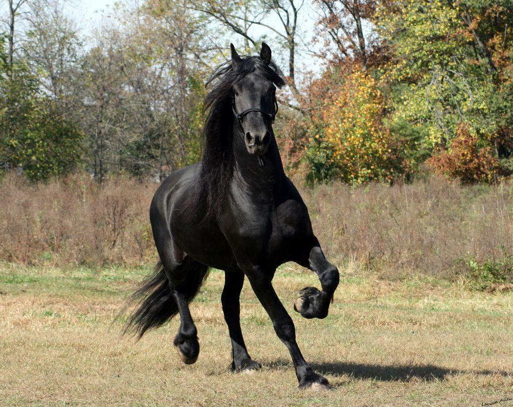 Black Friesian Horse Wallpapers - Top Free Black Friesian Horse ...