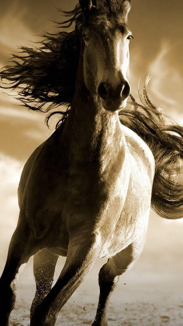 4K Horse Wallpapers - Top Free 4K Horse Backgrounds - WallpaperAccess