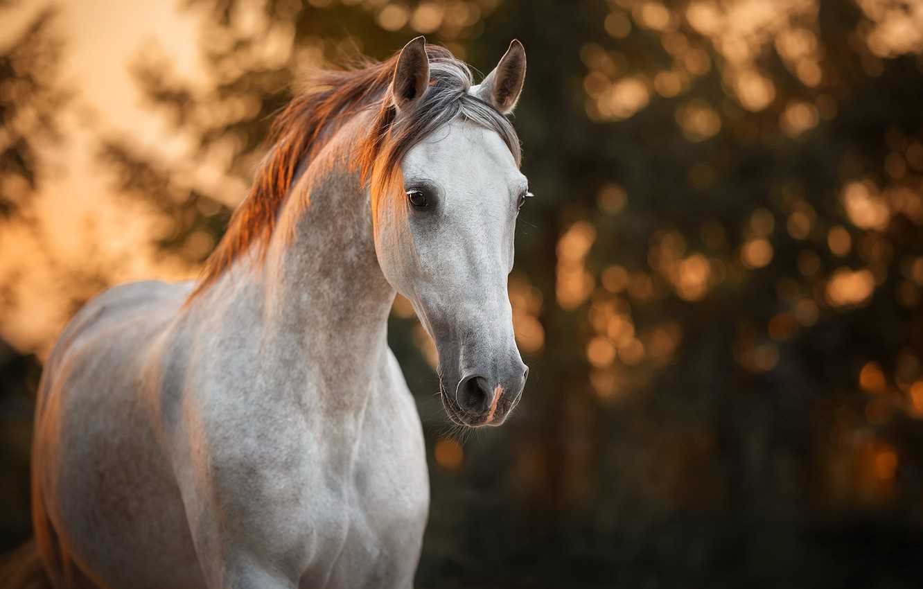 4K Horse Wallpapers - Top Free 4K Horse Backgrounds - WallpaperAccess