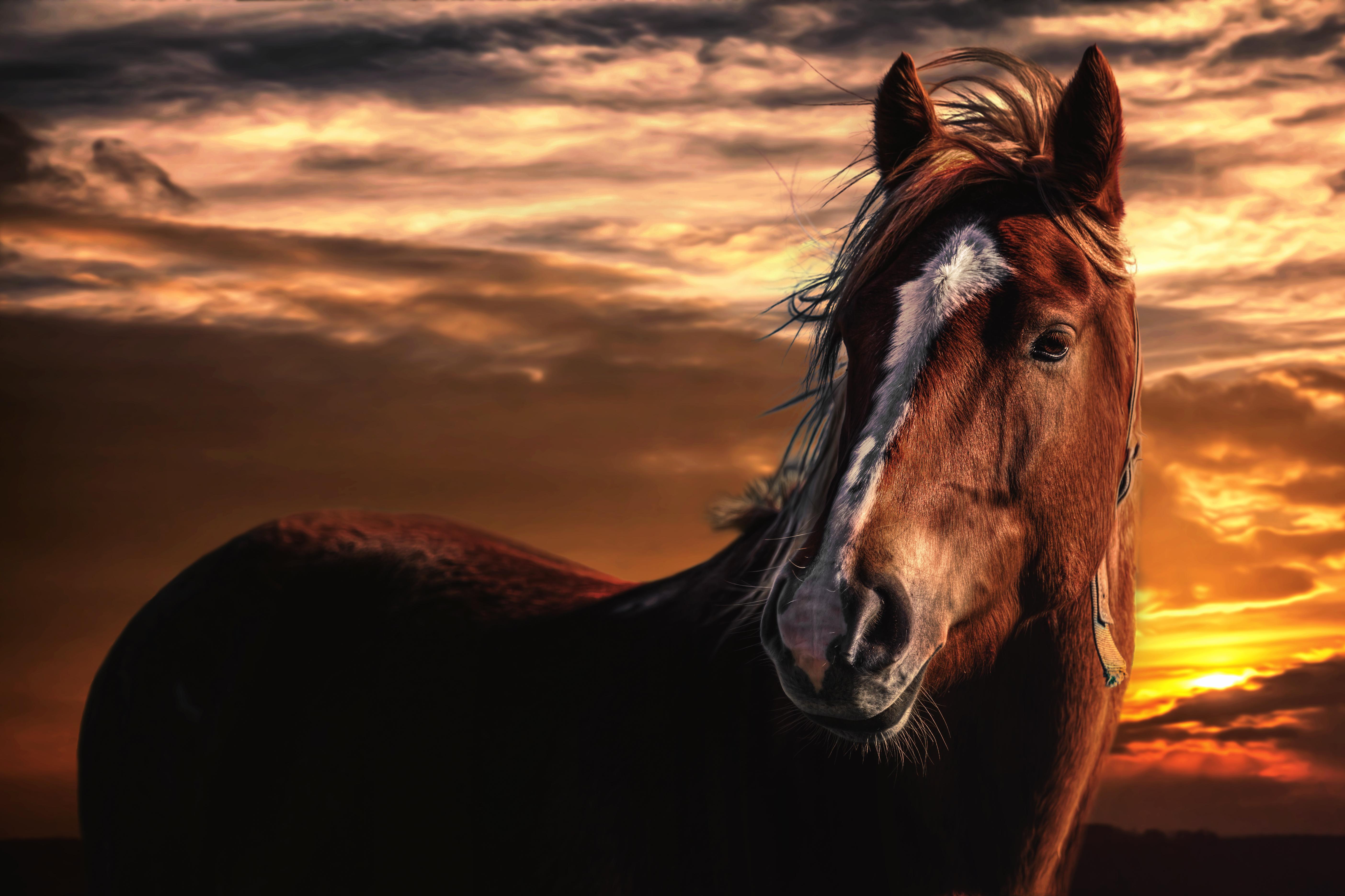 4K Horse Wallpapers - Top Free 4K Horse Backgrounds - WallpaperAccess