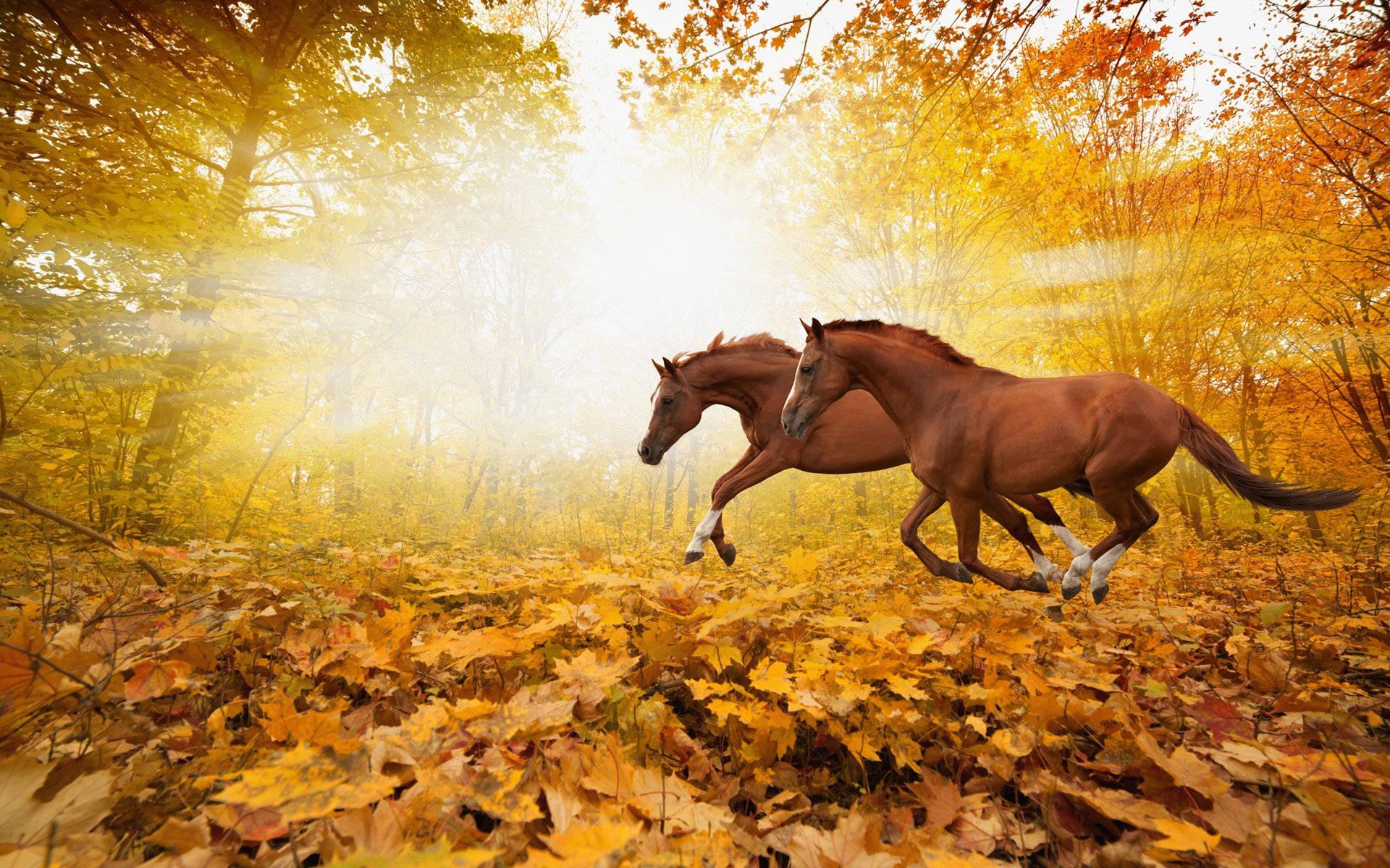 Fall Running Wallpapers - Top Free Fall Running Backgrounds ...