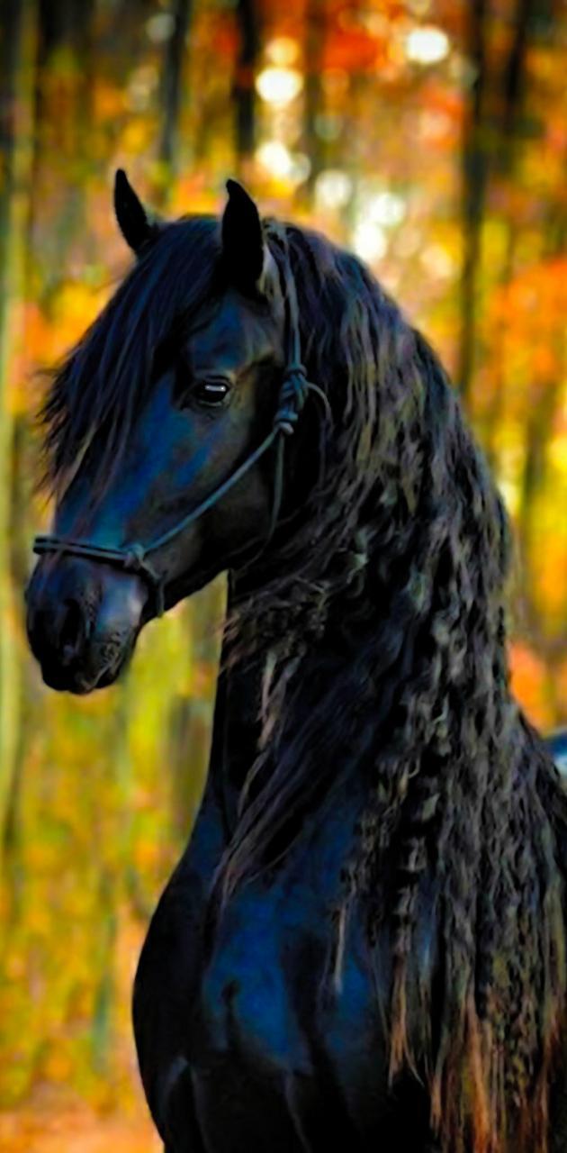 Black Friesian Horse Wallpapers - Top Free Black Friesian Horse ...