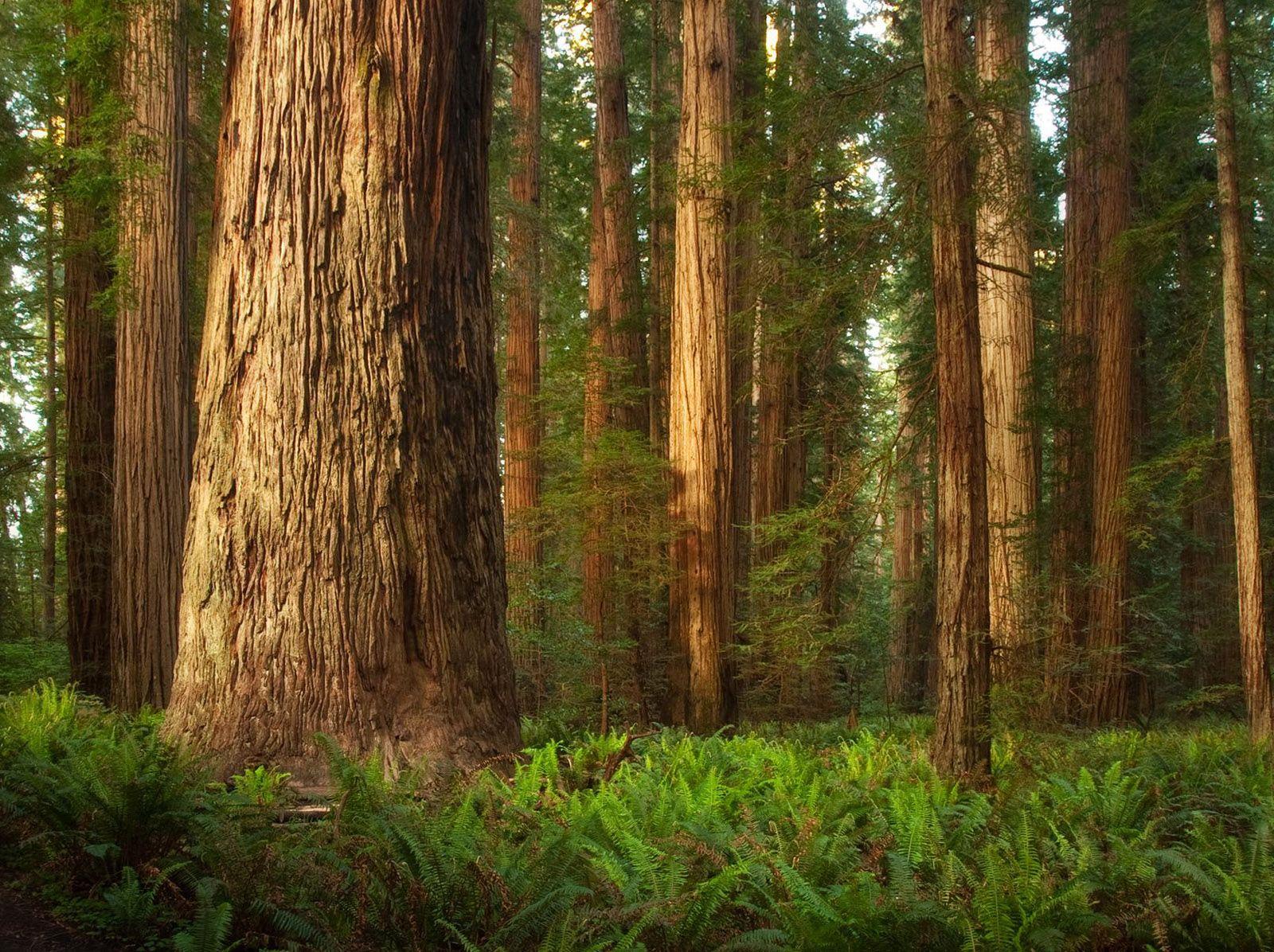 Redwood Forest Wallpapers - Top Free Redwood Forest Backgrounds - WallpaperAccess