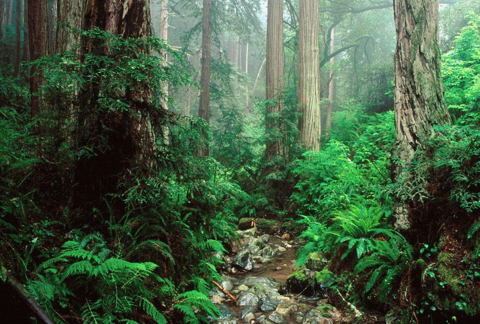 Redwood Desktop Wallpapers - Top Free Redwood Desktop Backgrounds ...