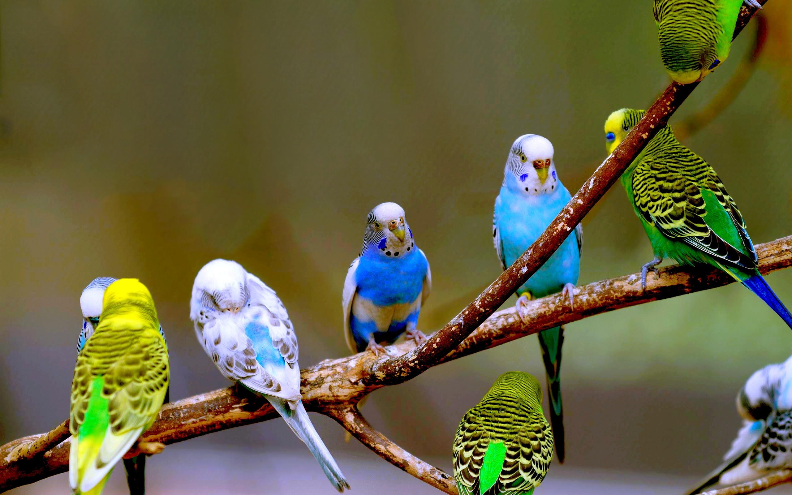 Budgie Bird Wallpapers - Top Free Budgie Bird Backgrounds - WallpaperAccess