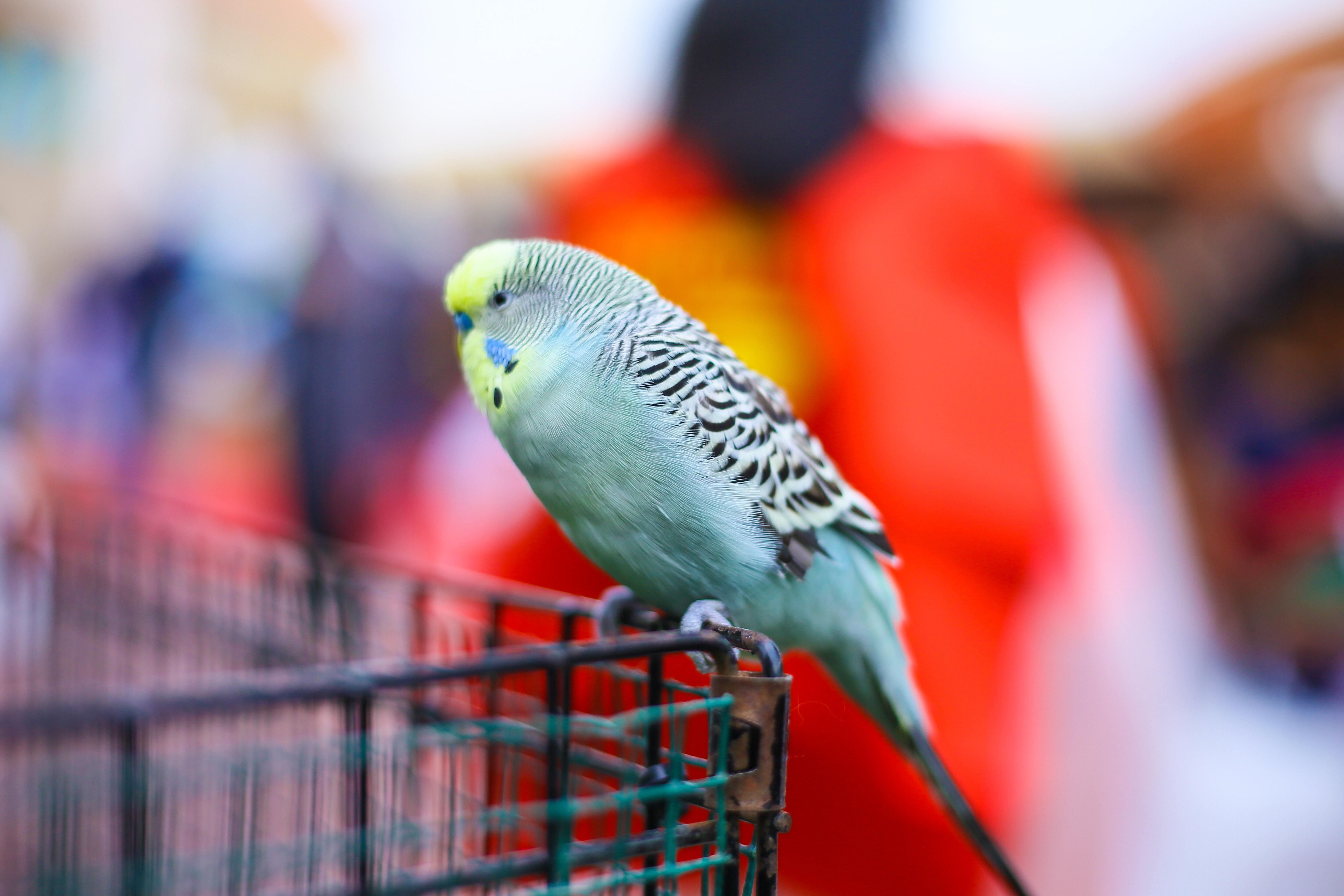 Budgie Bird Wallpapers - Top Free Budgie Bird Backgrounds - WallpaperAccess