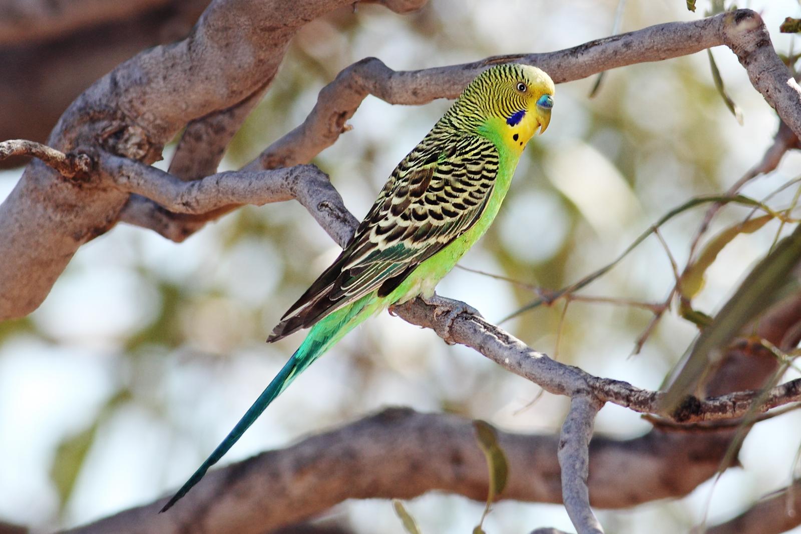 Budgie Bird Wallpapers - Top Free Budgie Bird Backgrounds - WallpaperAccess