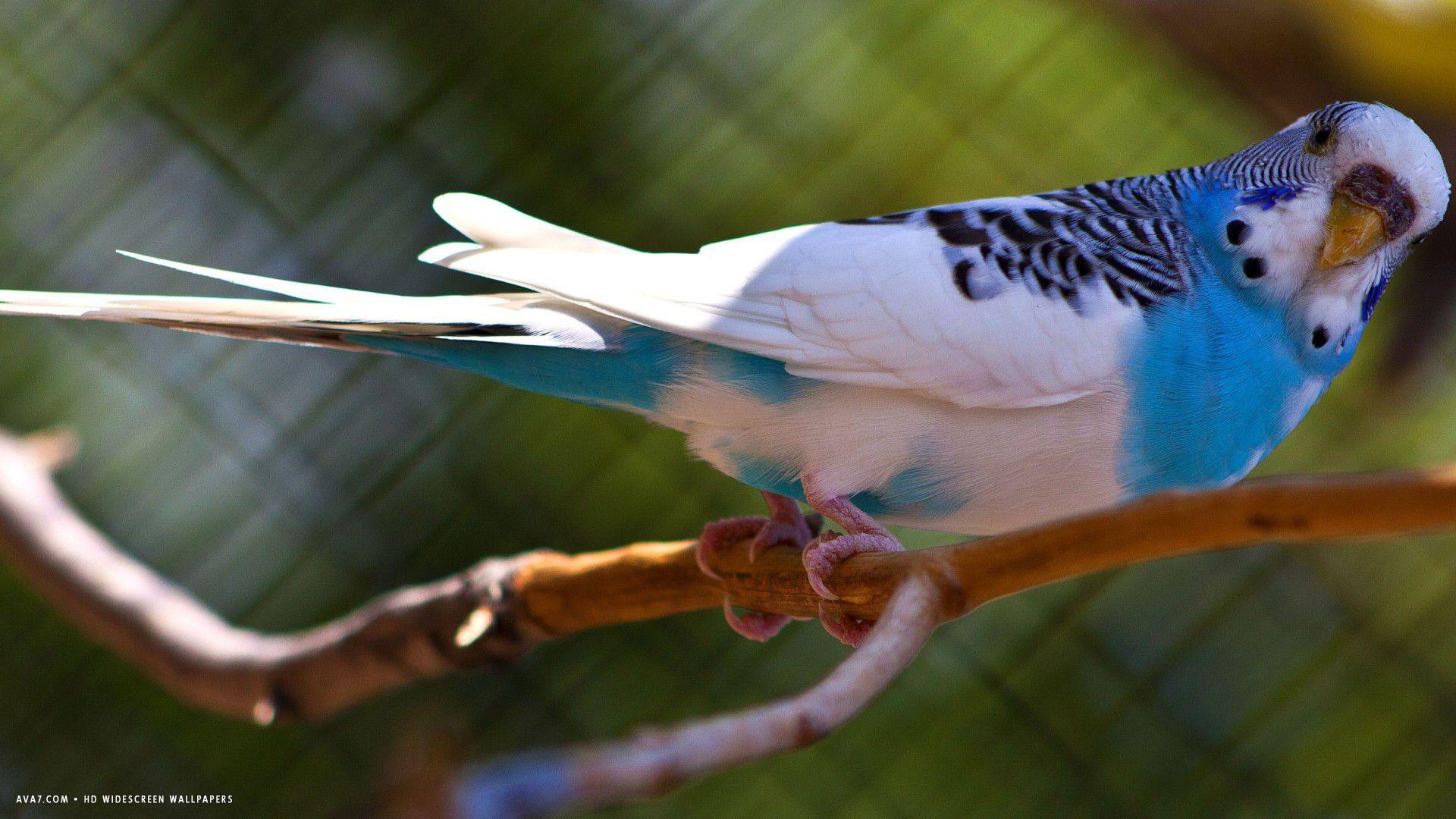 Budgie Bird Wallpapers - Top Free Budgie Bird Backgrounds - WallpaperAccess