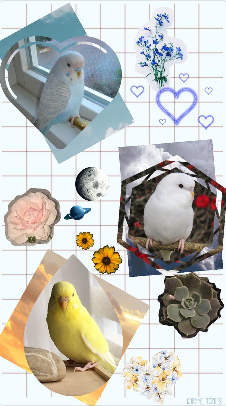 Budgie Bird Wallpapers - Top Free Budgie Bird Backgrounds - WallpaperAccess