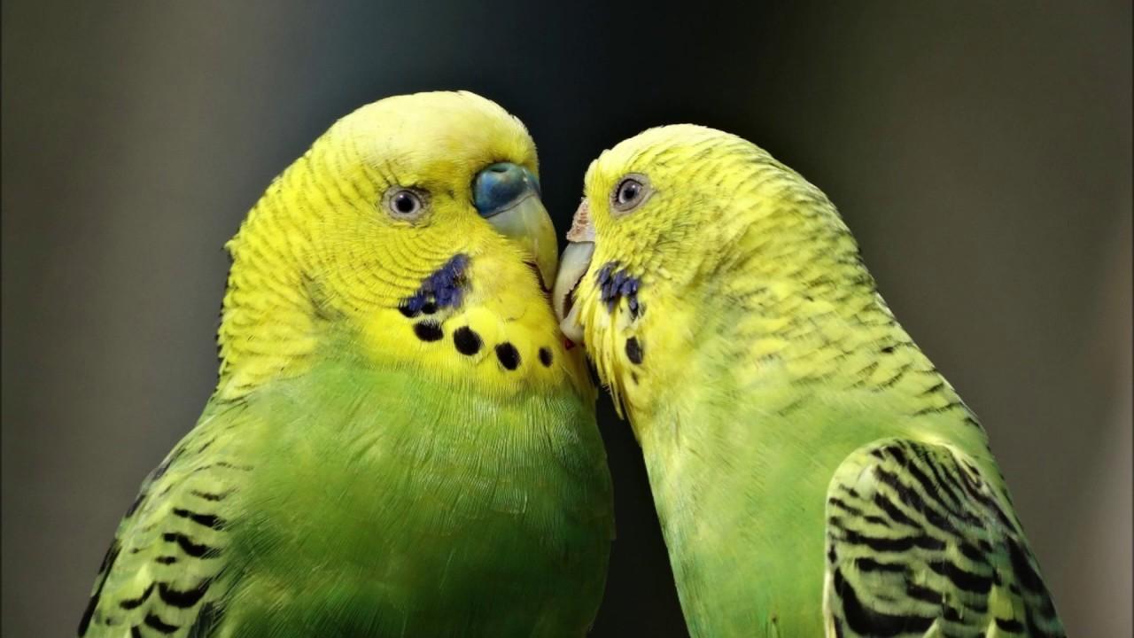 Budgie Bird Wallpapers - Top Free Budgie Bird Backgrounds - WallpaperAccess
