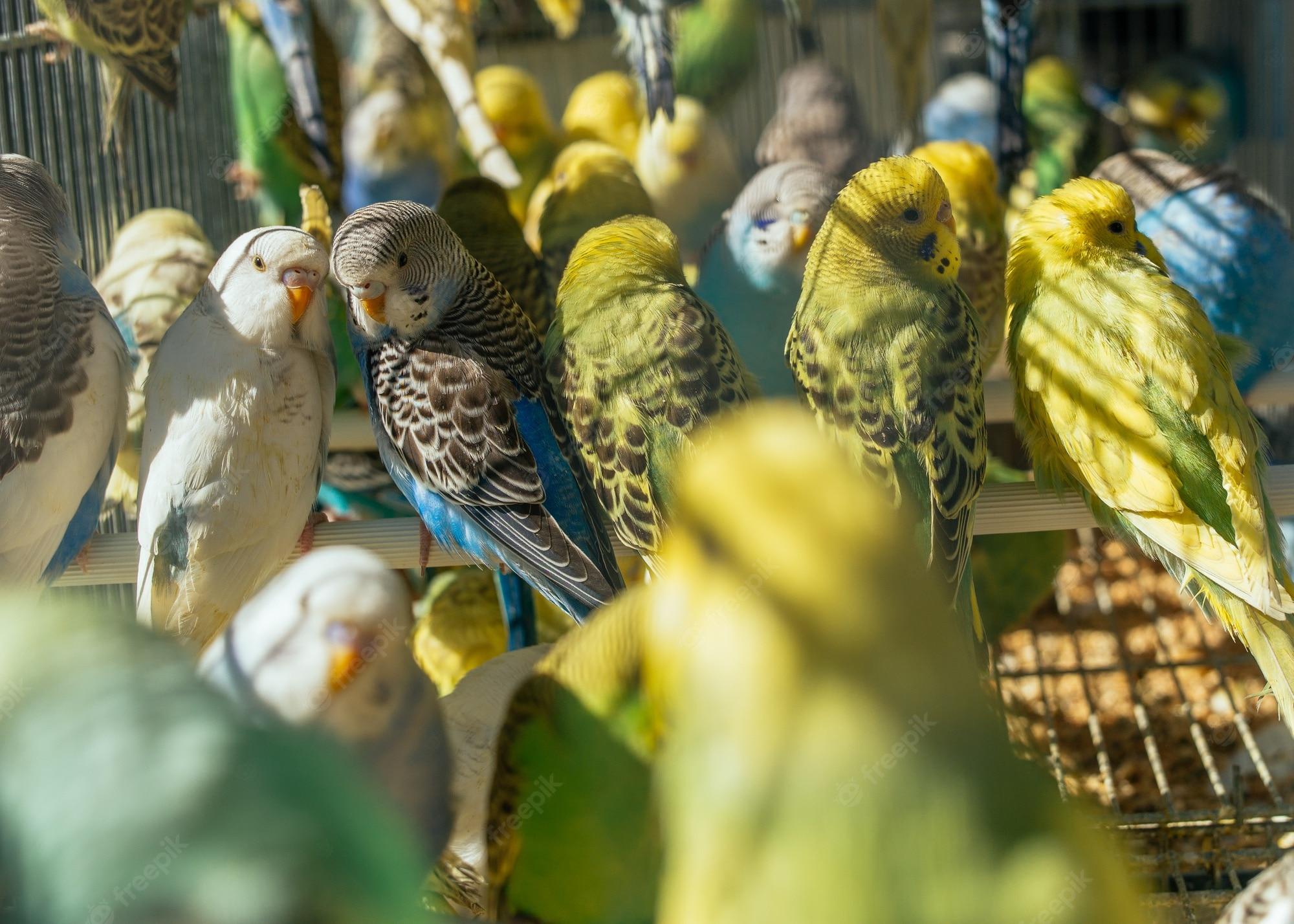 Budgie Bird Wallpapers - Top Free Budgie Bird Backgrounds - WallpaperAccess