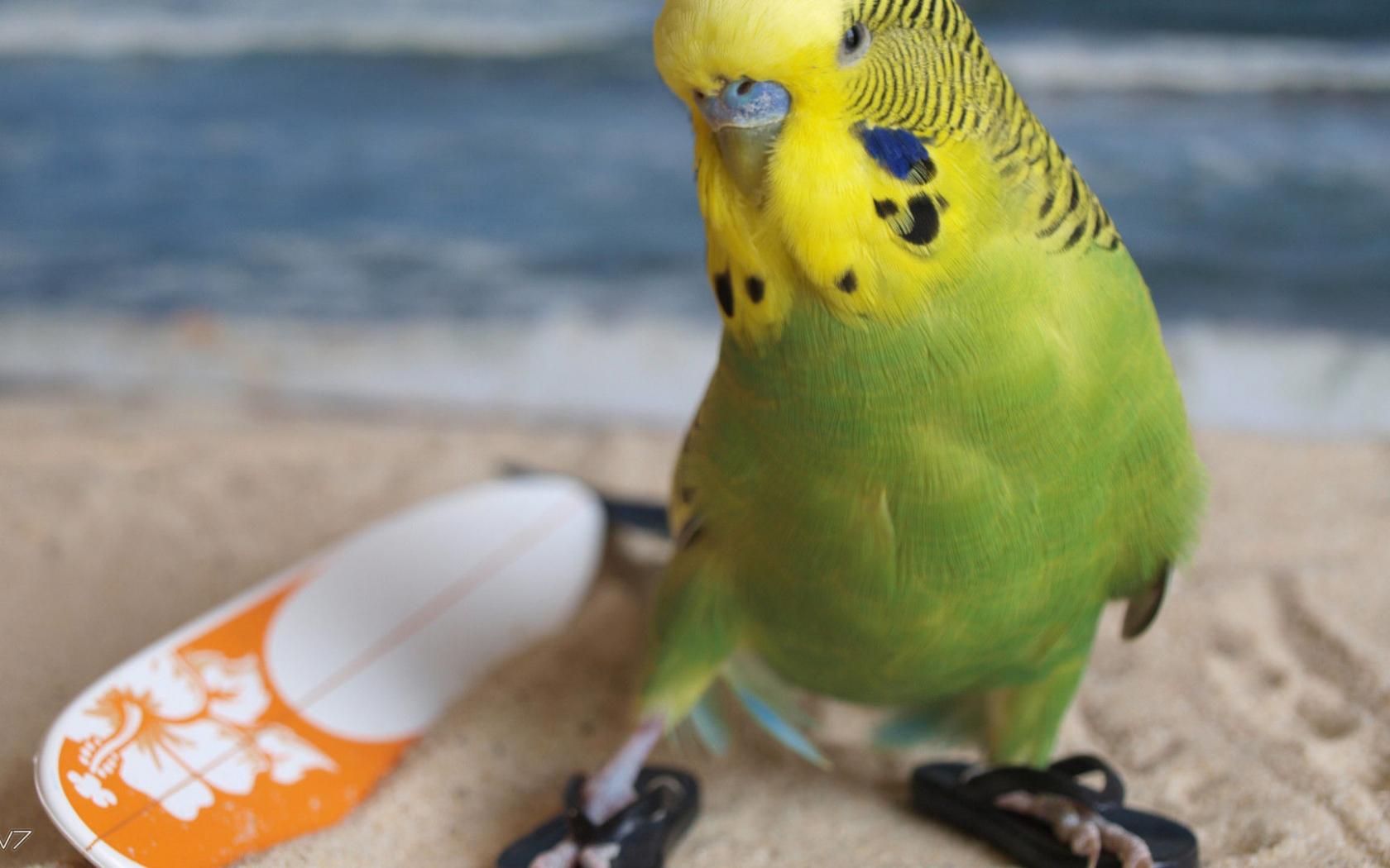 Budgie Bird Wallpapers - Top Free Budgie Bird Backgrounds - WallpaperAccess